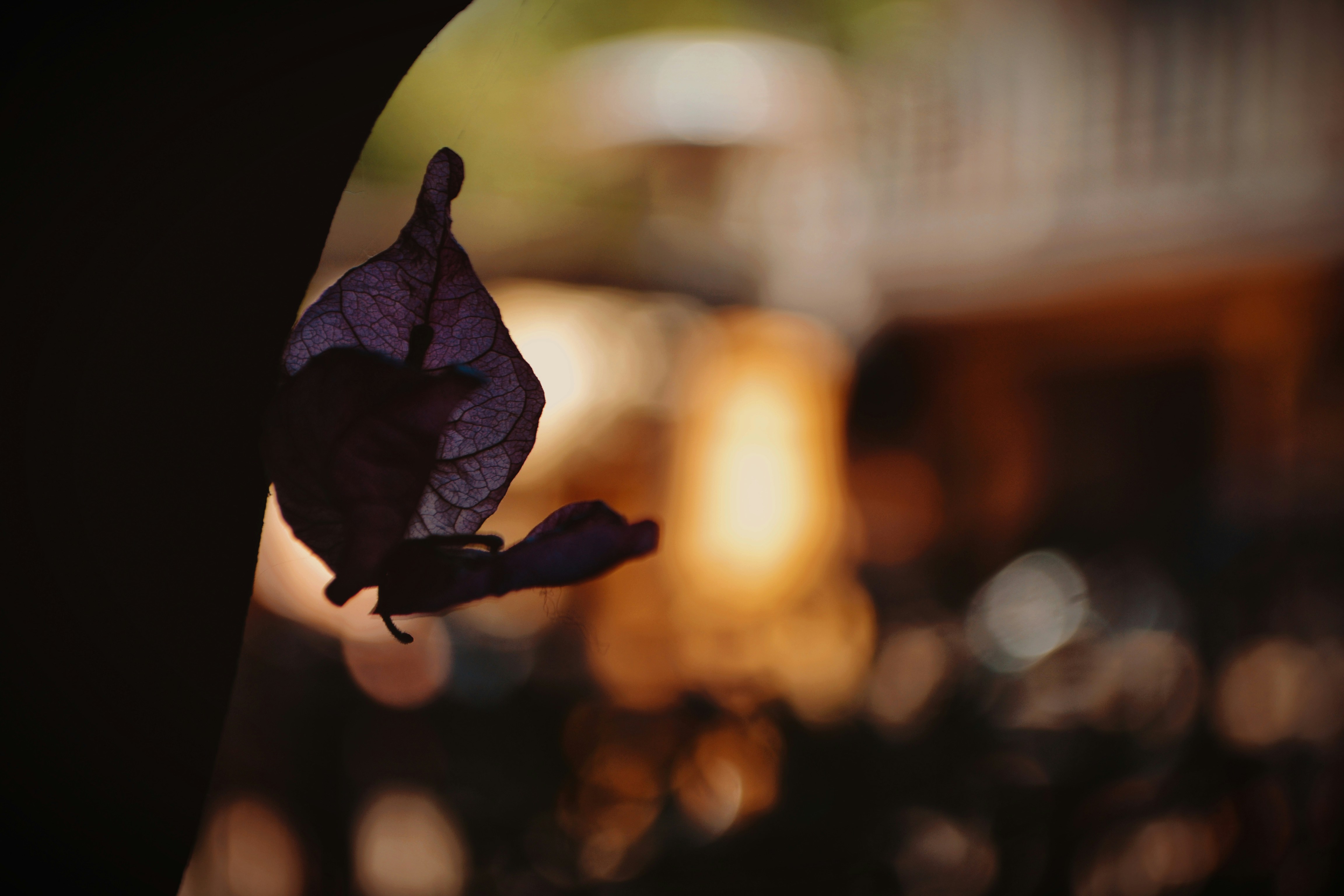 Petal in Focus: a lone leaf curls against a blurred courtyard glow