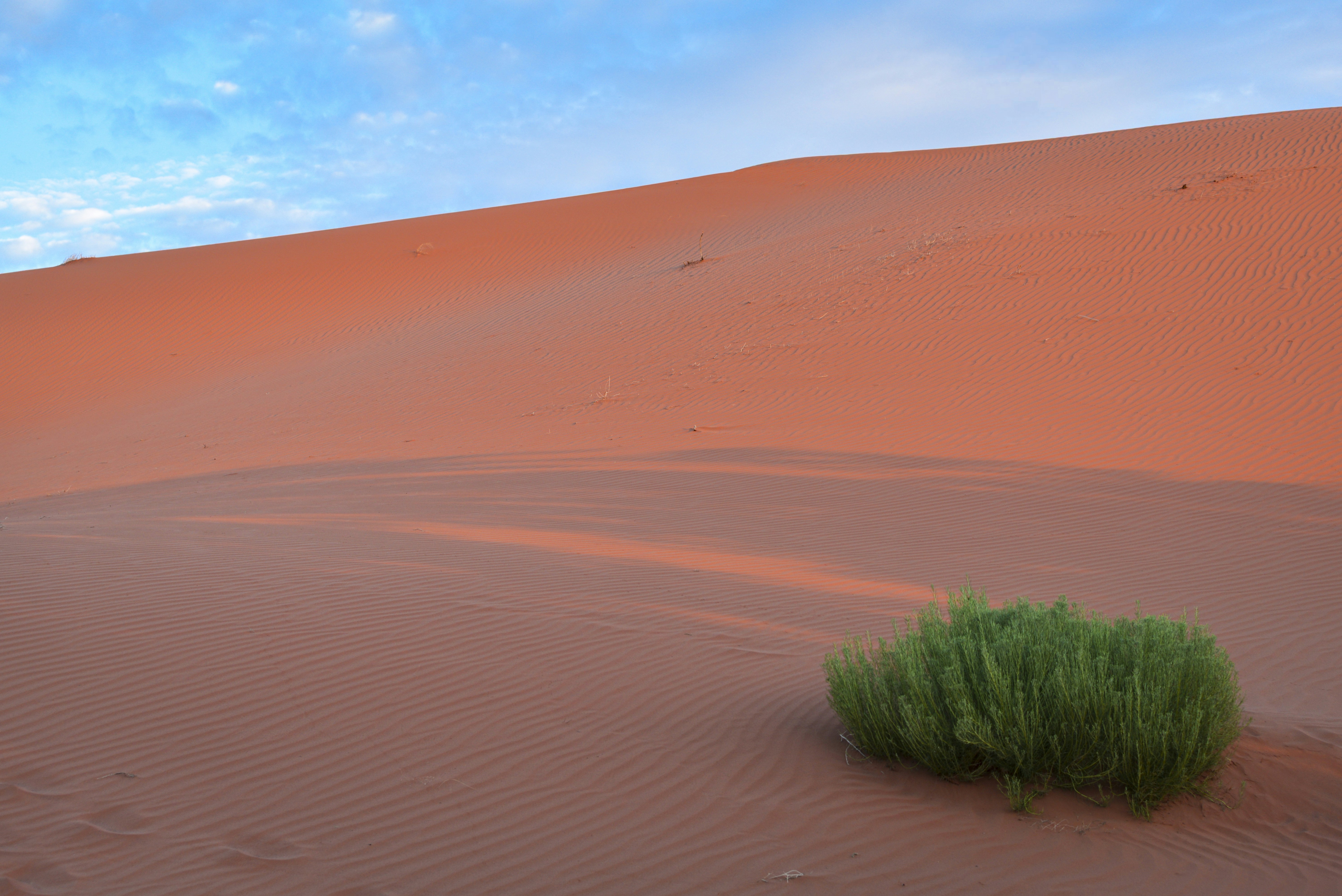 Verdant Sentinel at the Red Dune Edge