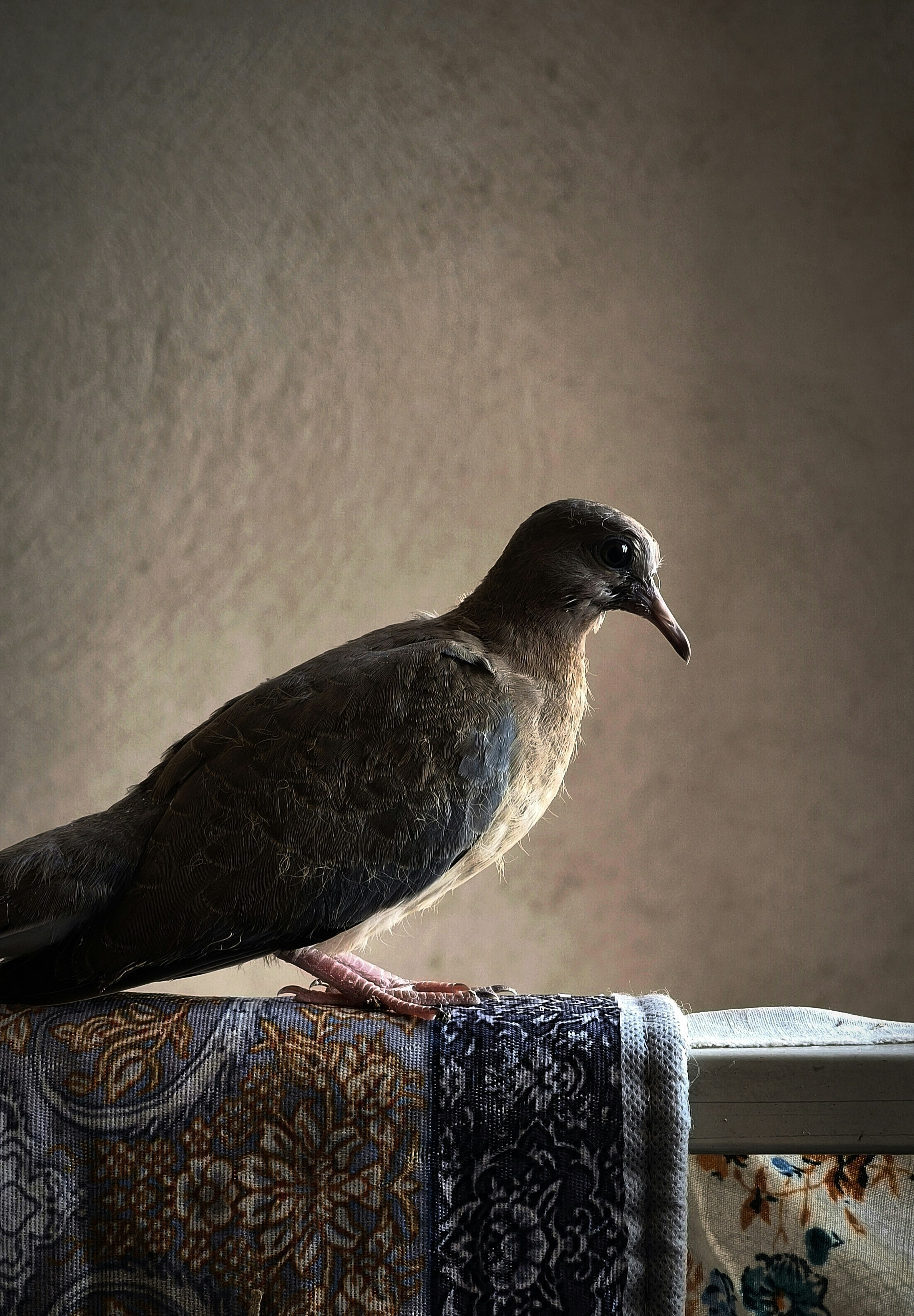 Juvenile dove perched on a textile-covered sill against a muted wall, with soft natural light highlighting feather texture. This is a photograph of a bird perched indoors, capturing subtle contrast and detail in the plumage.