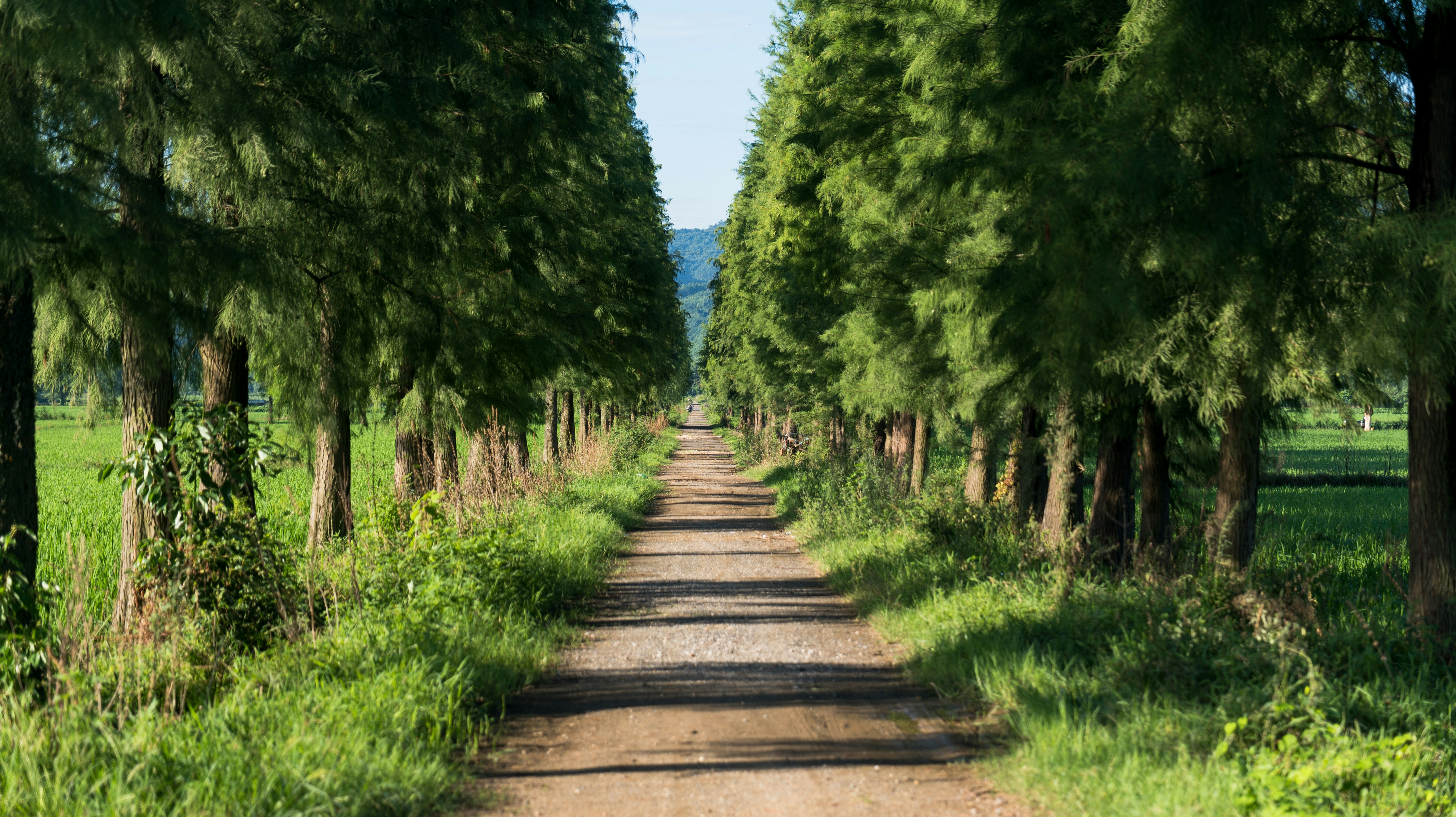 A Sunlit Tree-Lined Path Opens to a Distant Ridge