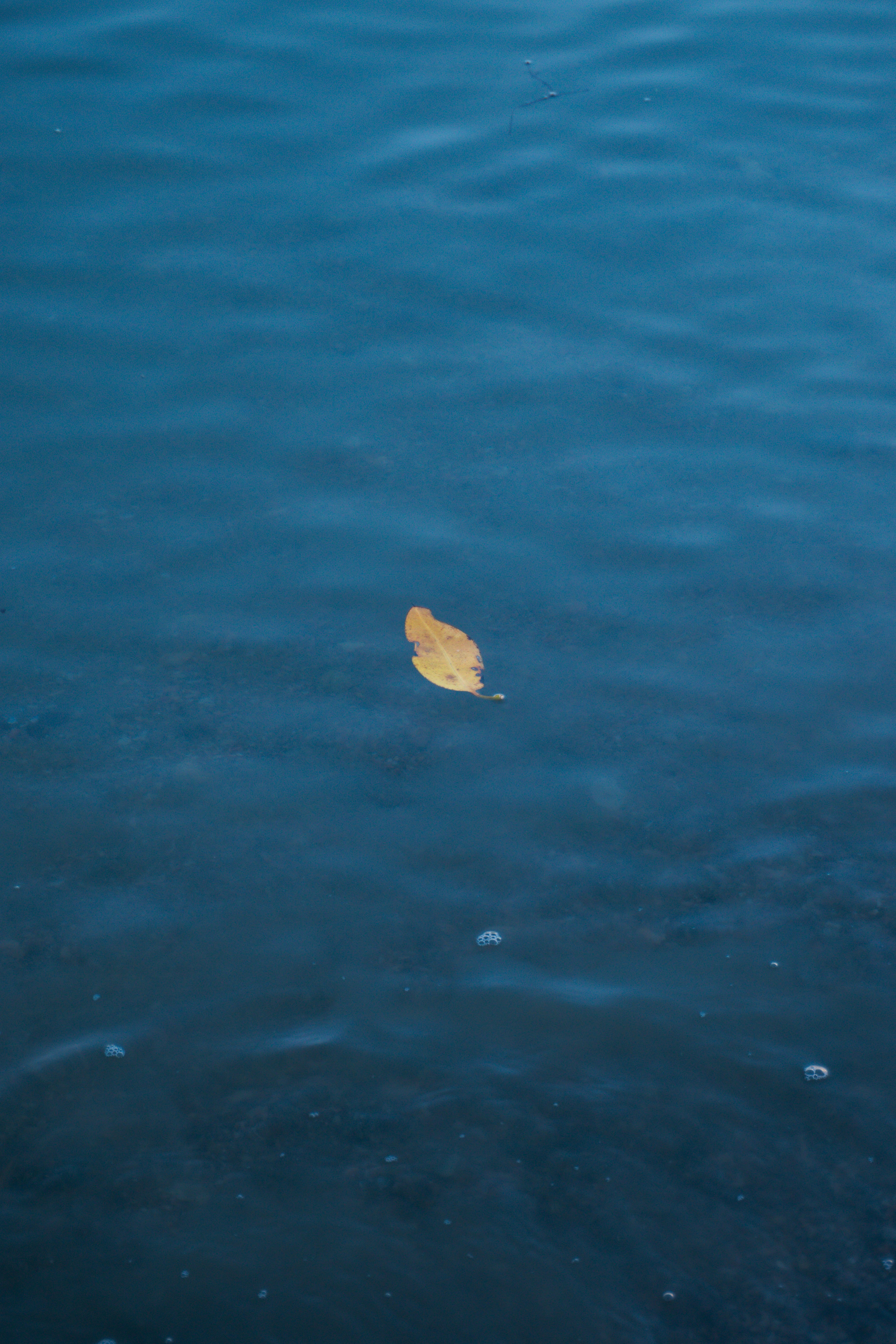 Floating Leaf in Quiet Blue: A Moment on Water