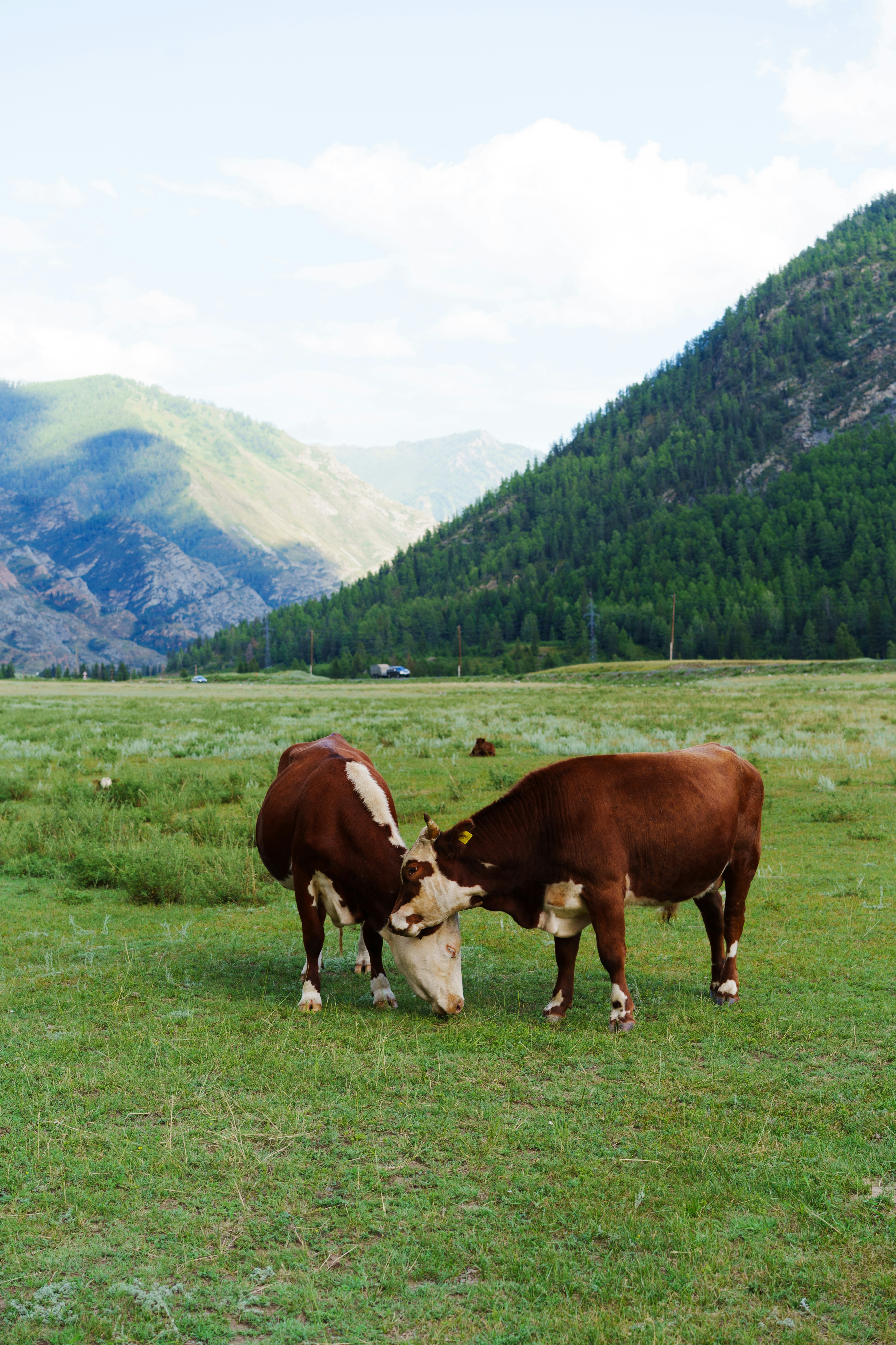 Grazing Neighbours: Two Cattle in Alpine Meadow Under Wide Sky