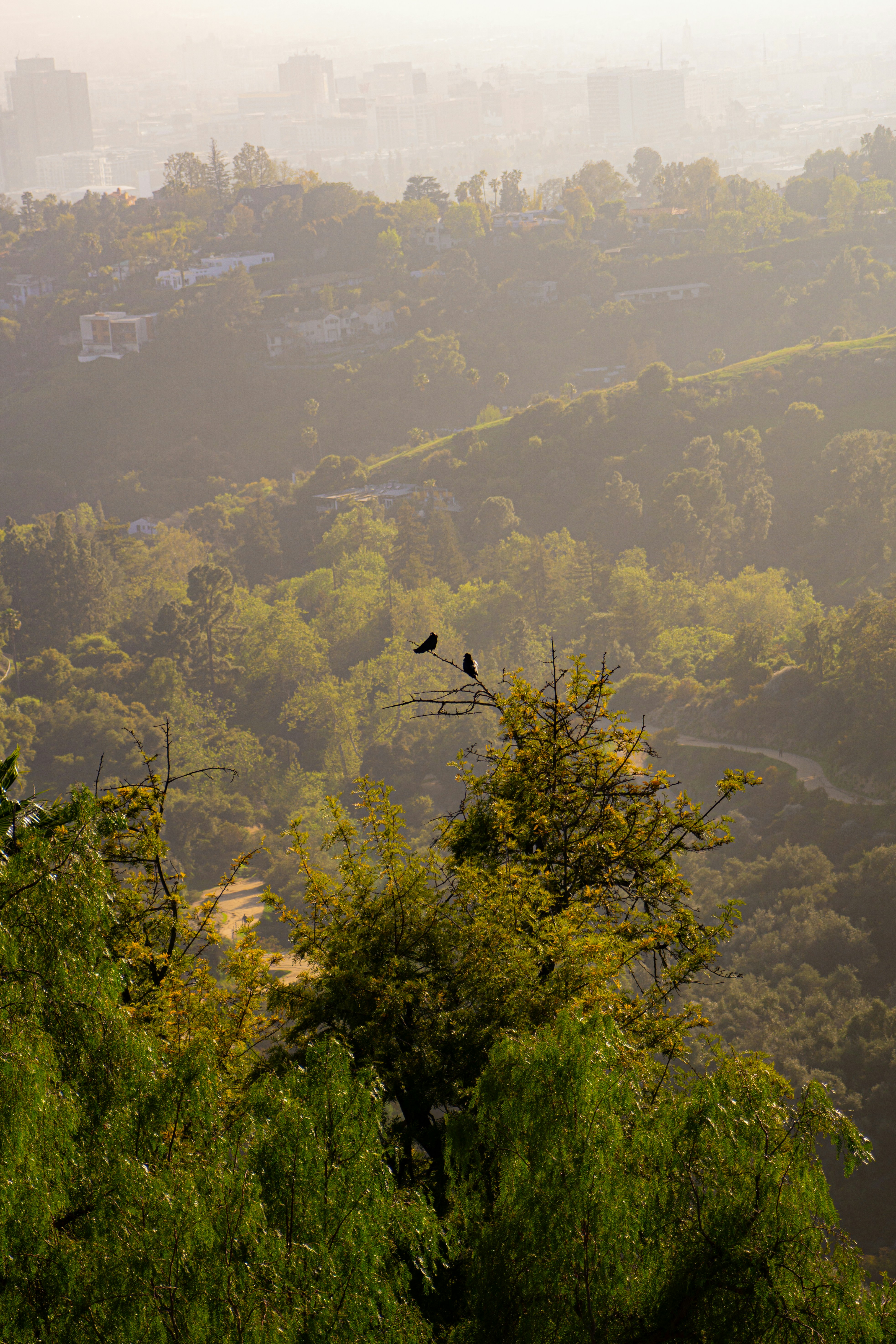 Sunlit Hills: Dappled Trees Over a Quiet Valley