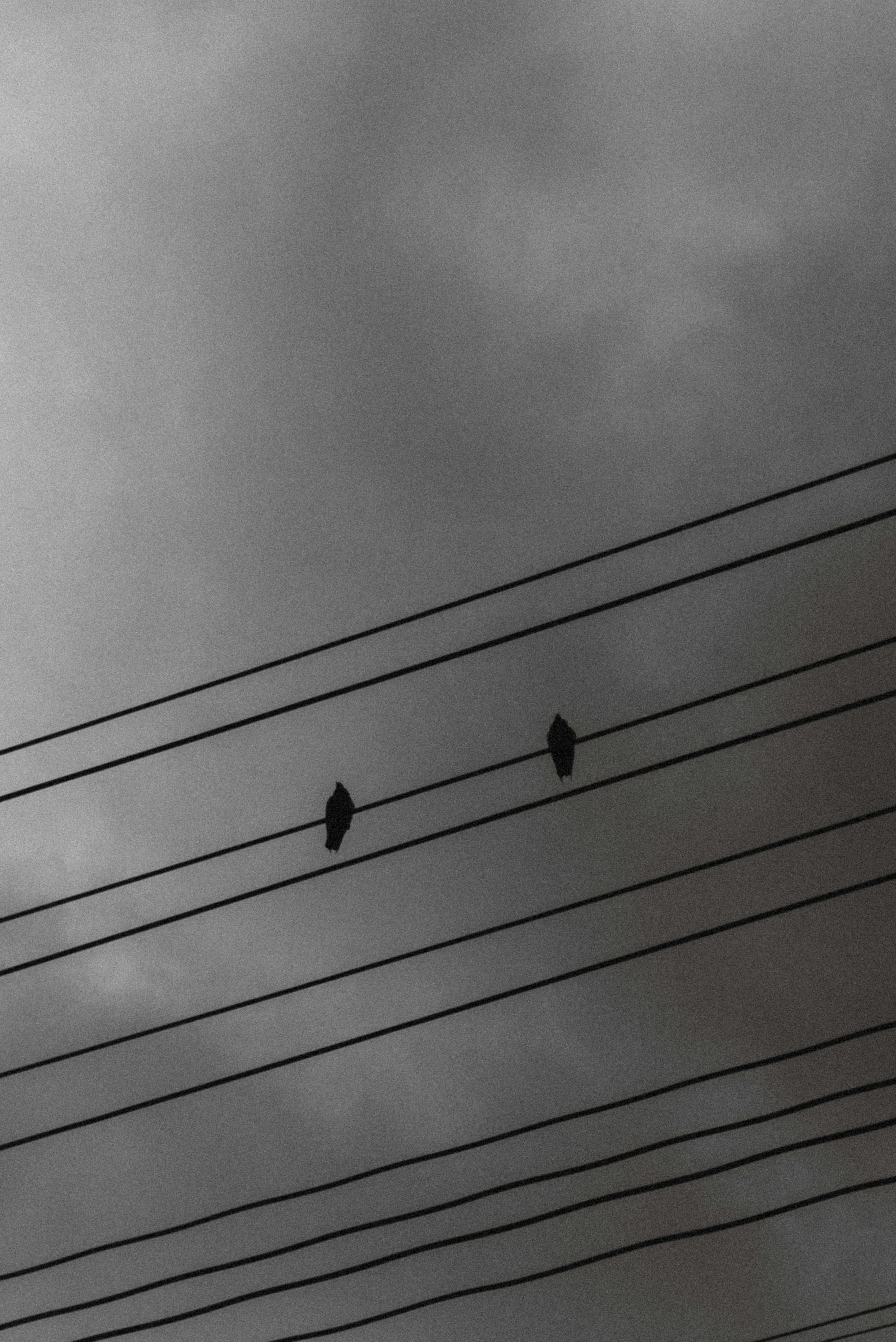 Birds on Wires Under Stormy Leaning Skies