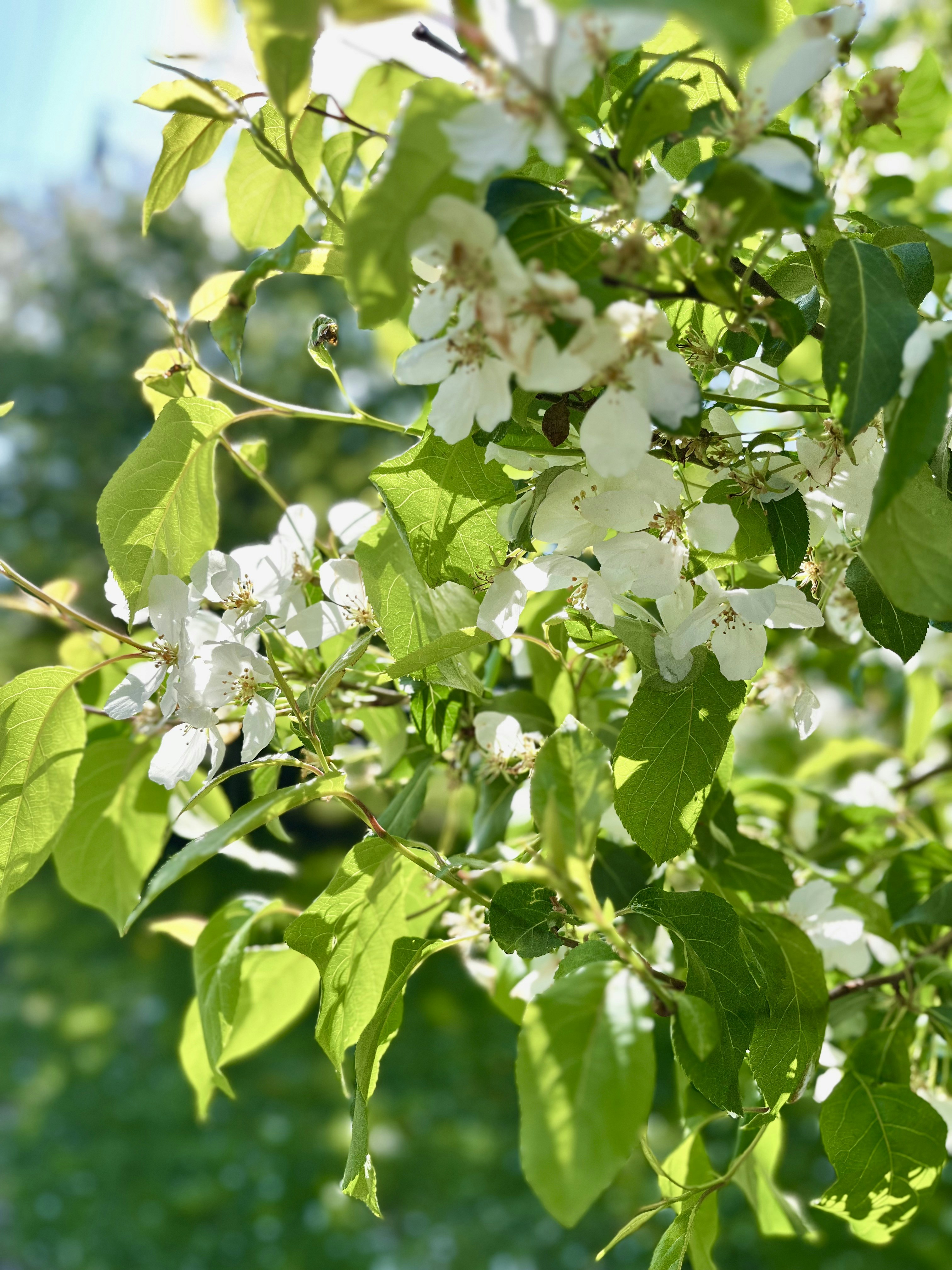White blossoms in sunlit green canopy