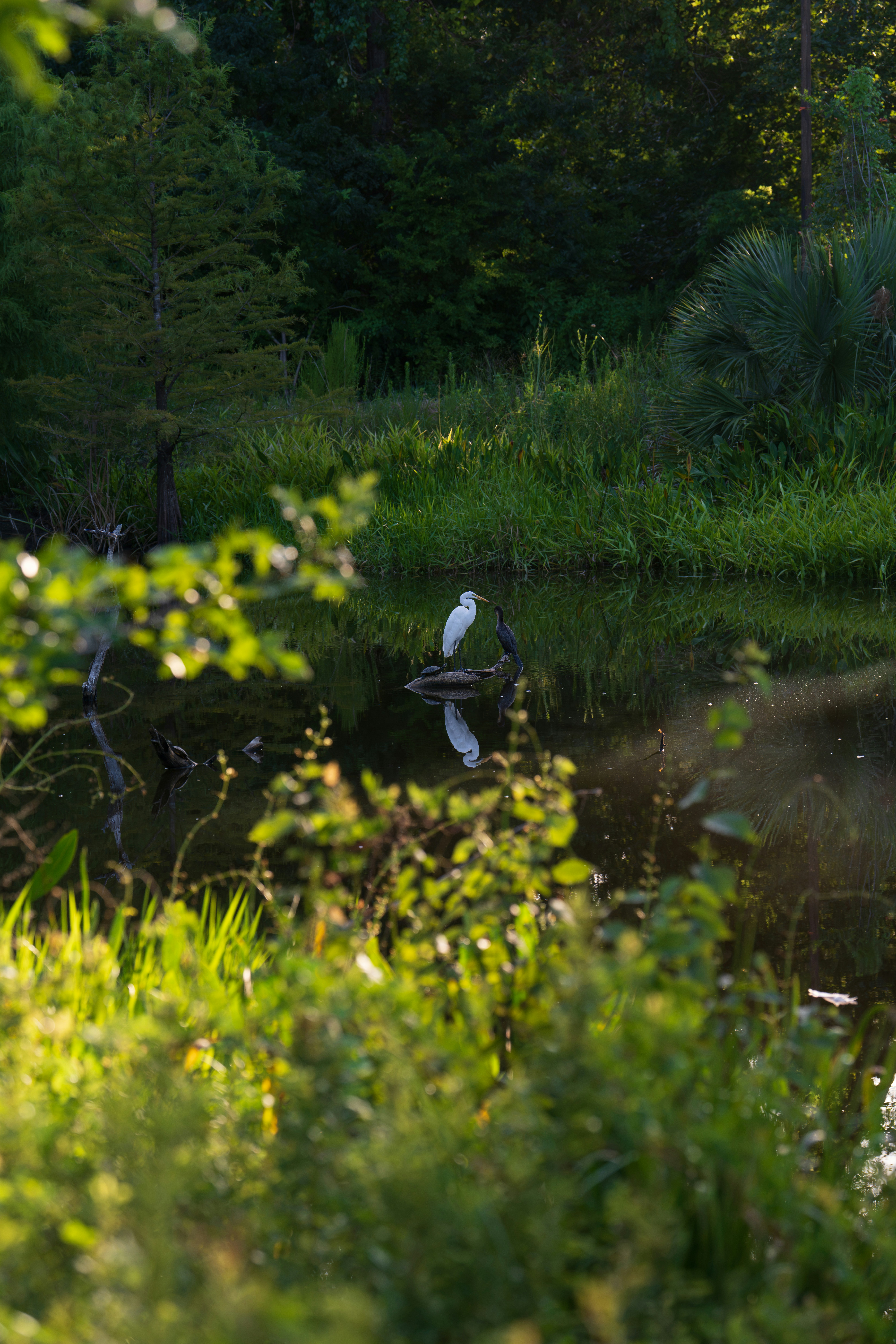 Reflected Sentinels by the Quiet Pond