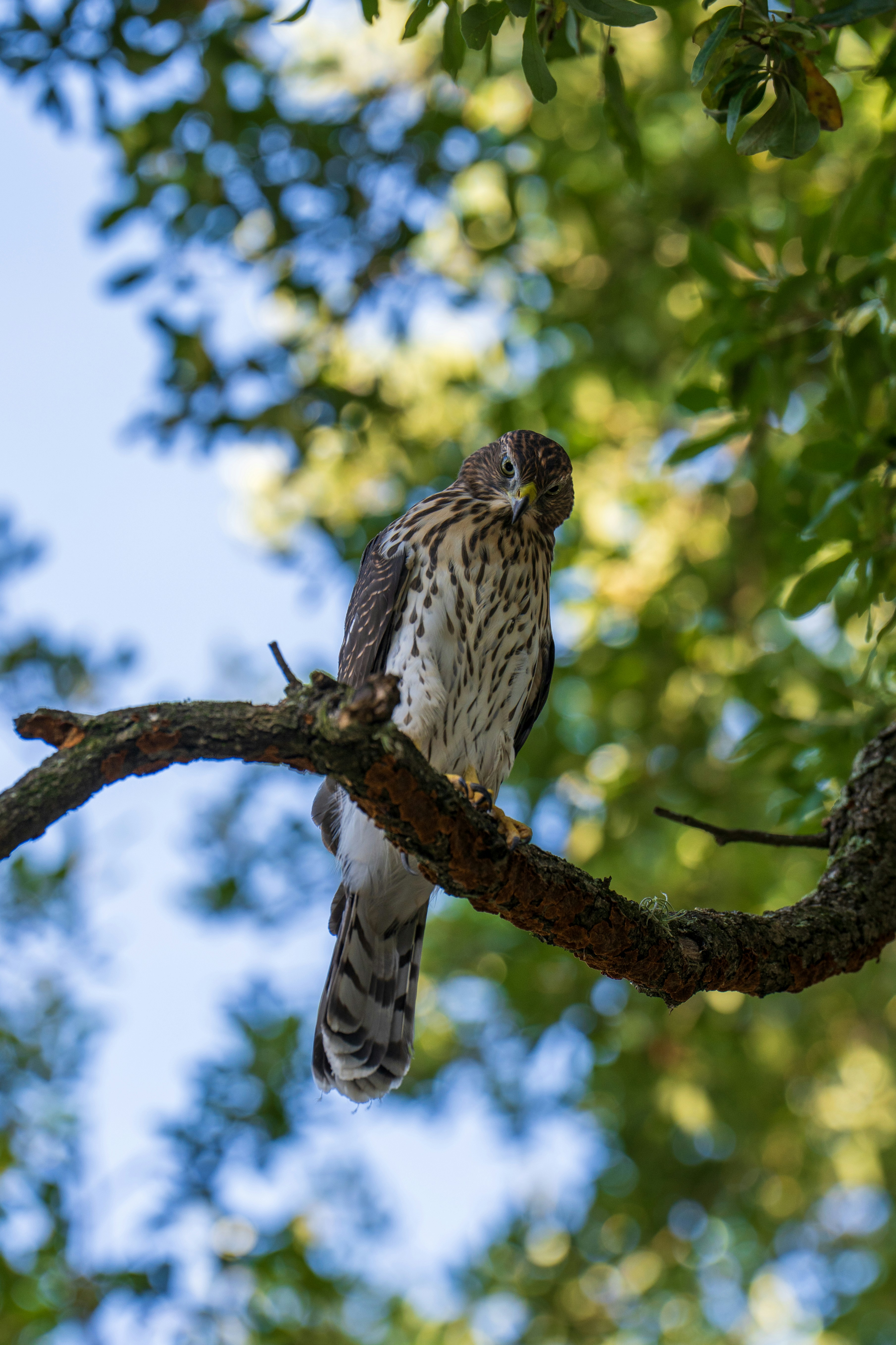 Raptor on a Sunlit Branch: Focused Gaze in a Shaded Canopy