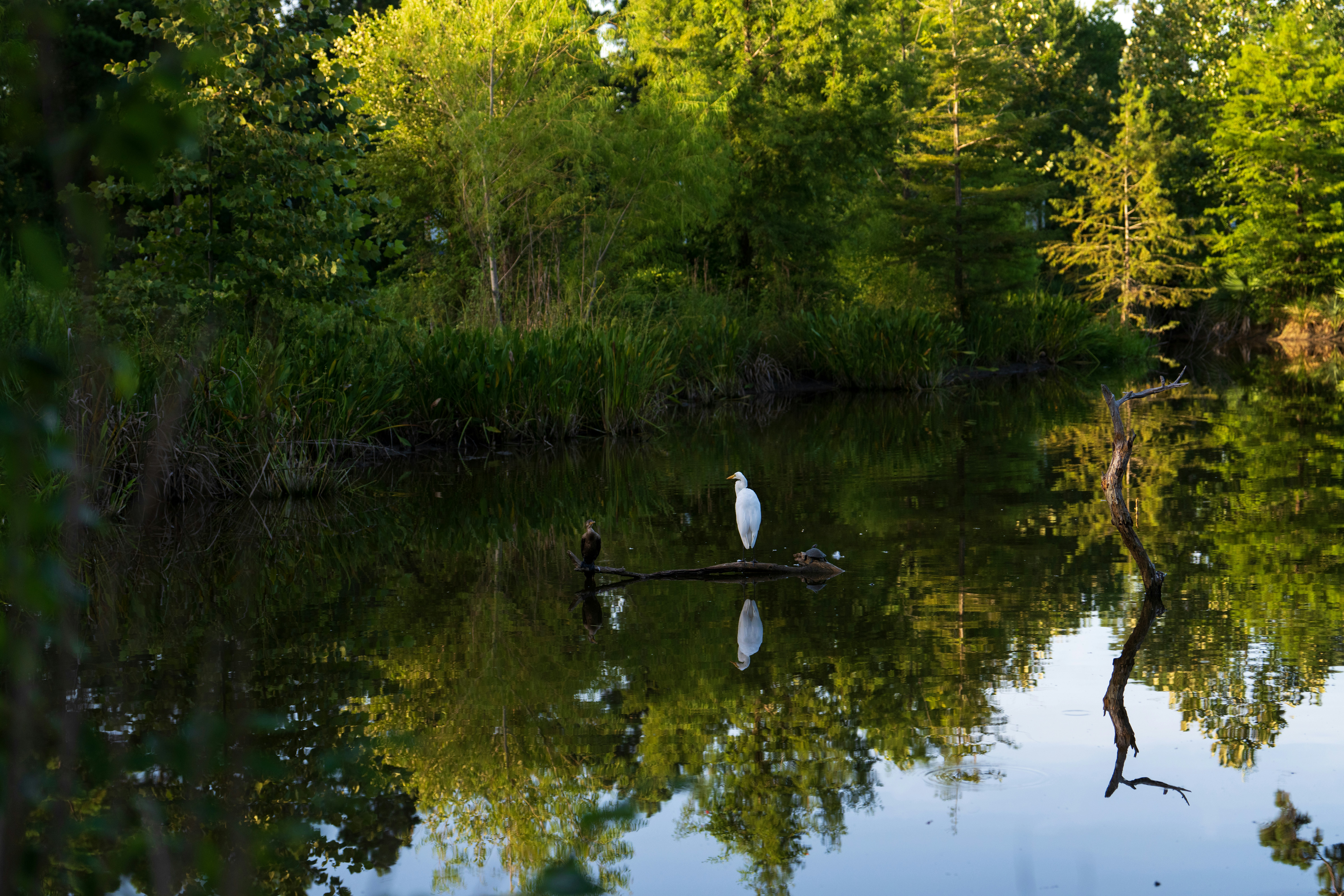 A solitary heron stands on a fallen branch mirrored in a calm lake, surrounded by dense green trees; the scene emphasizes stillness and natural reflections.