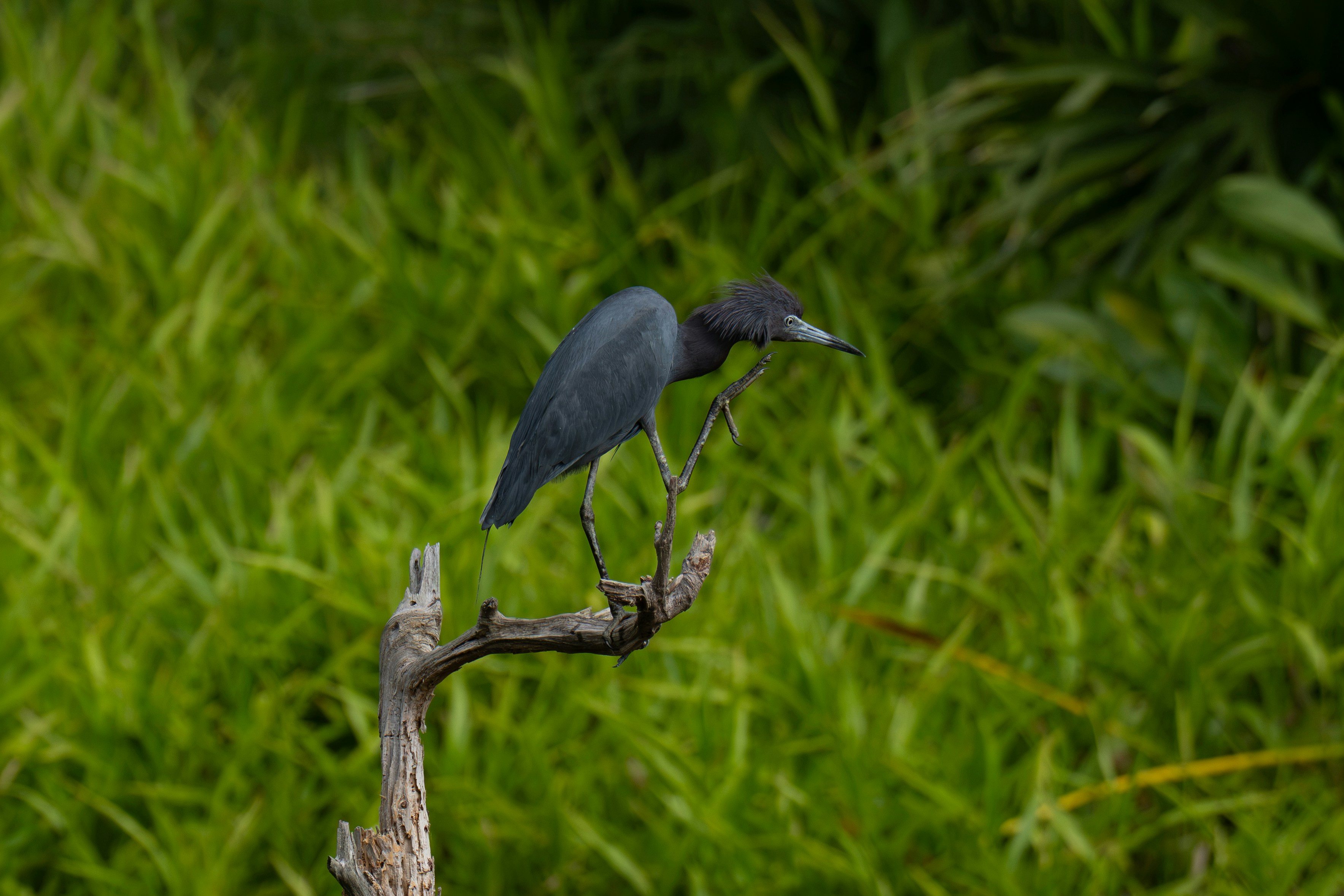 Perched Grey Heron on a Weathered Branch
