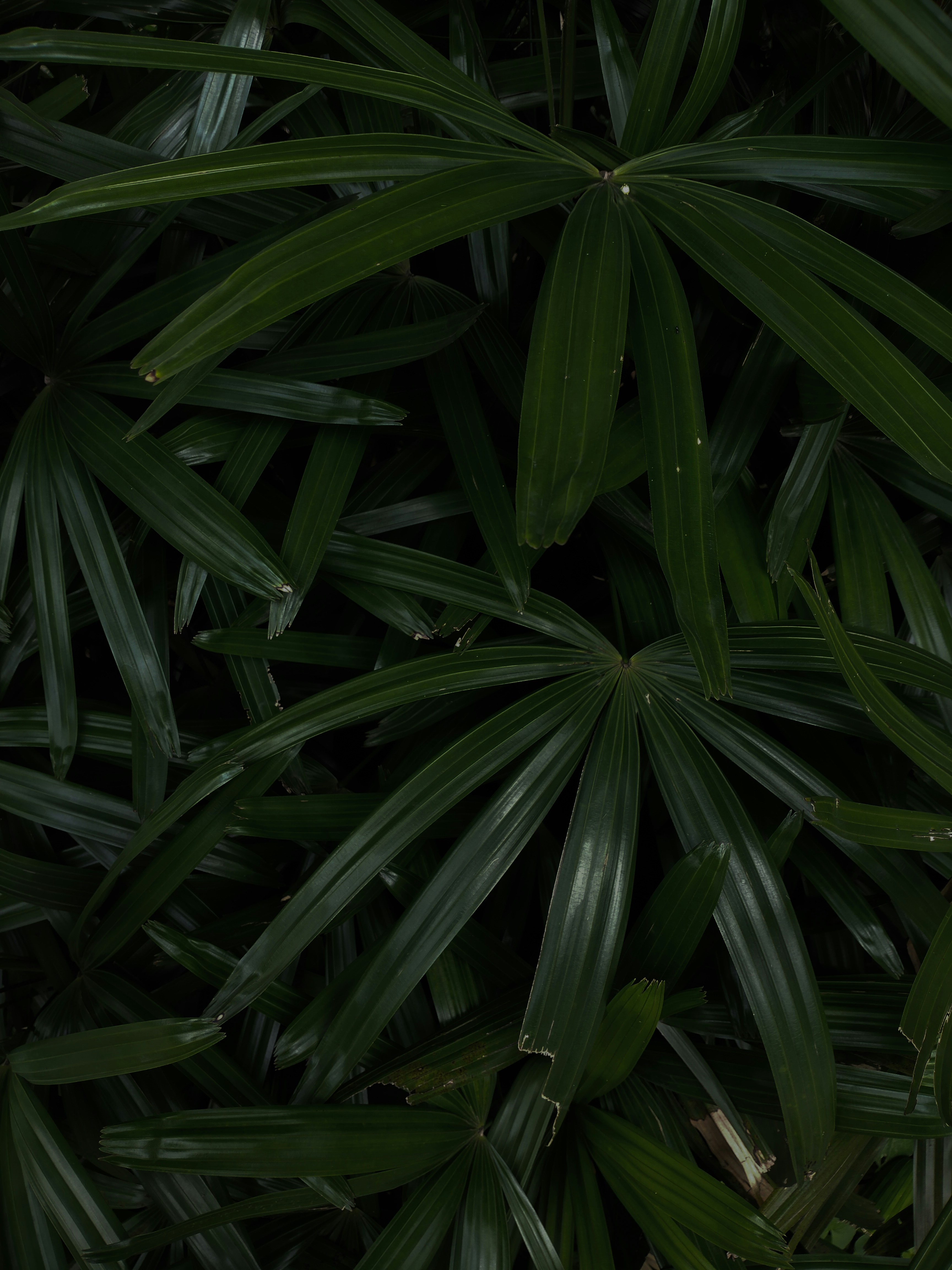 Low-Light Jungle Leaves: A Close-Medley of Dark Green Fronds