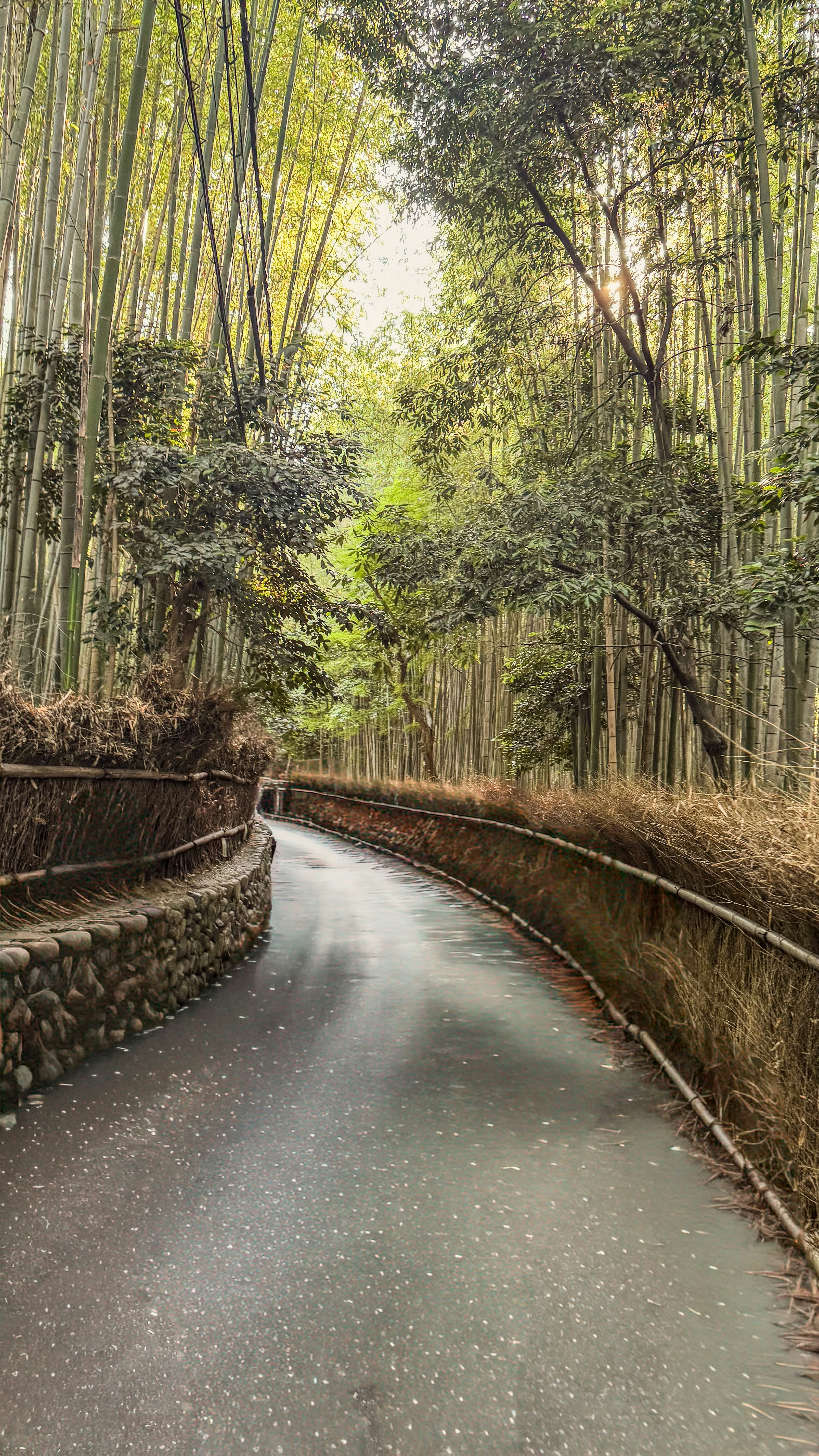 Bamboo Avenue: Sunlit Path Through a Tranquil Corridor