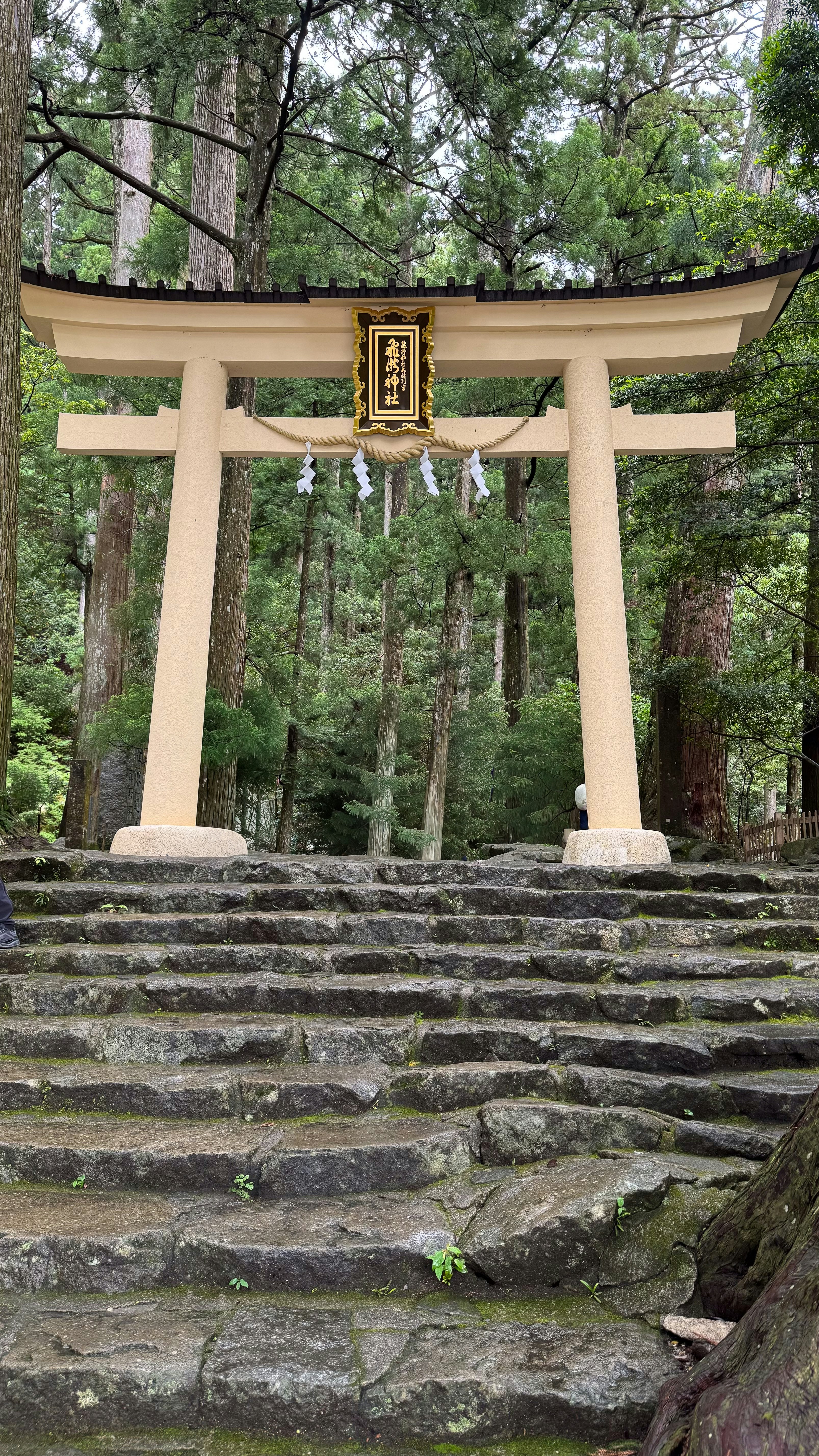 Stone stairway leads upward to a peach-toned torii gate amid a dense green forest, framed by tall pines and a sign hanging above the gate.