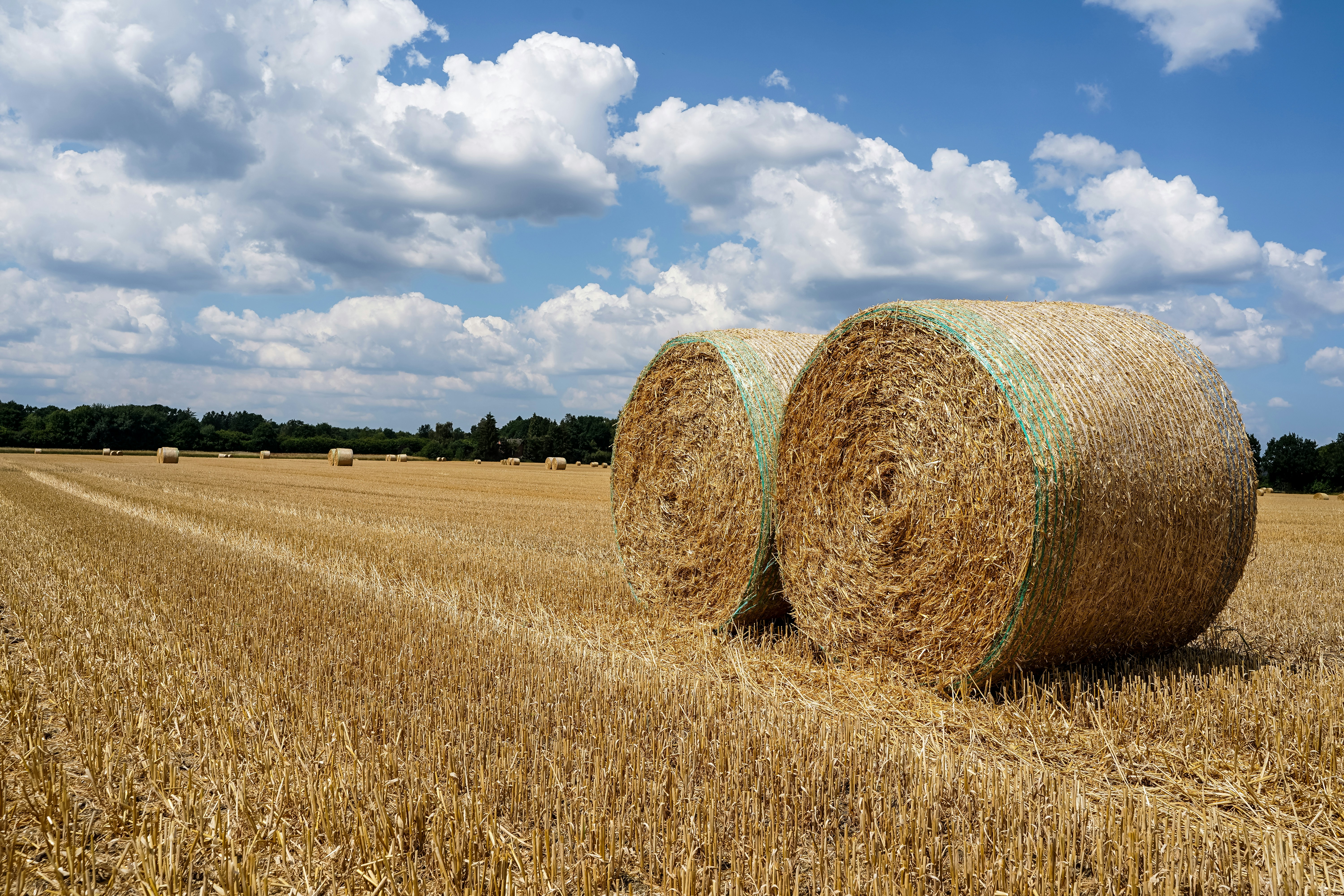 Golden Cylinders in a Sea of Stubble