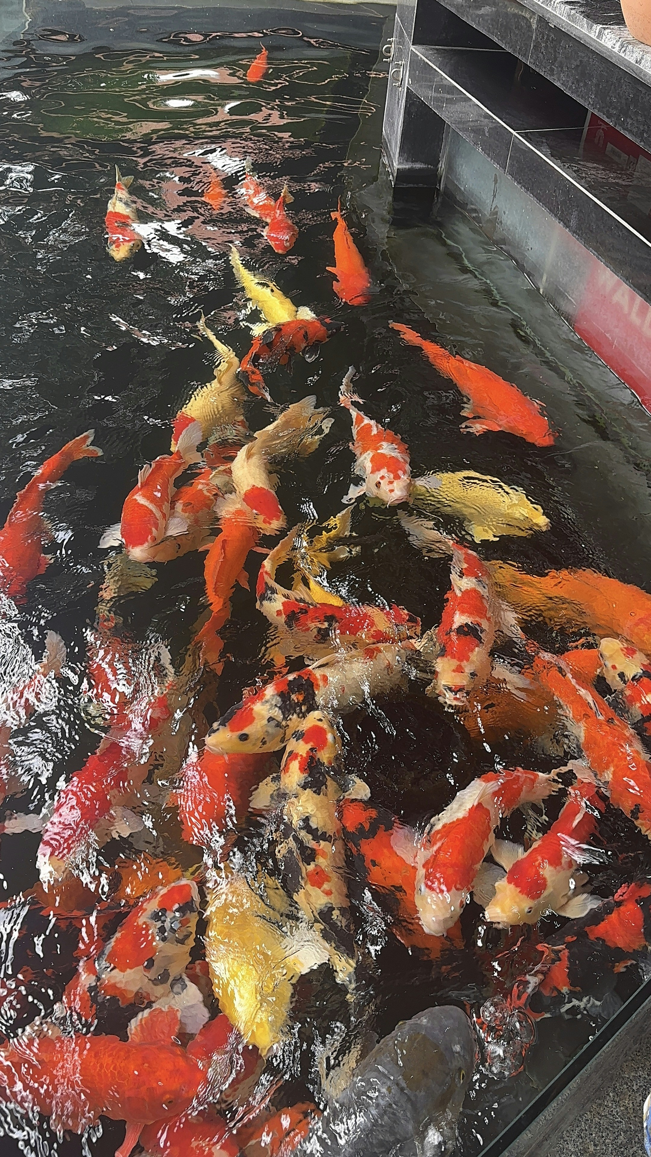 Koi Rush: A Living Rainbow in a Glass Waterfall