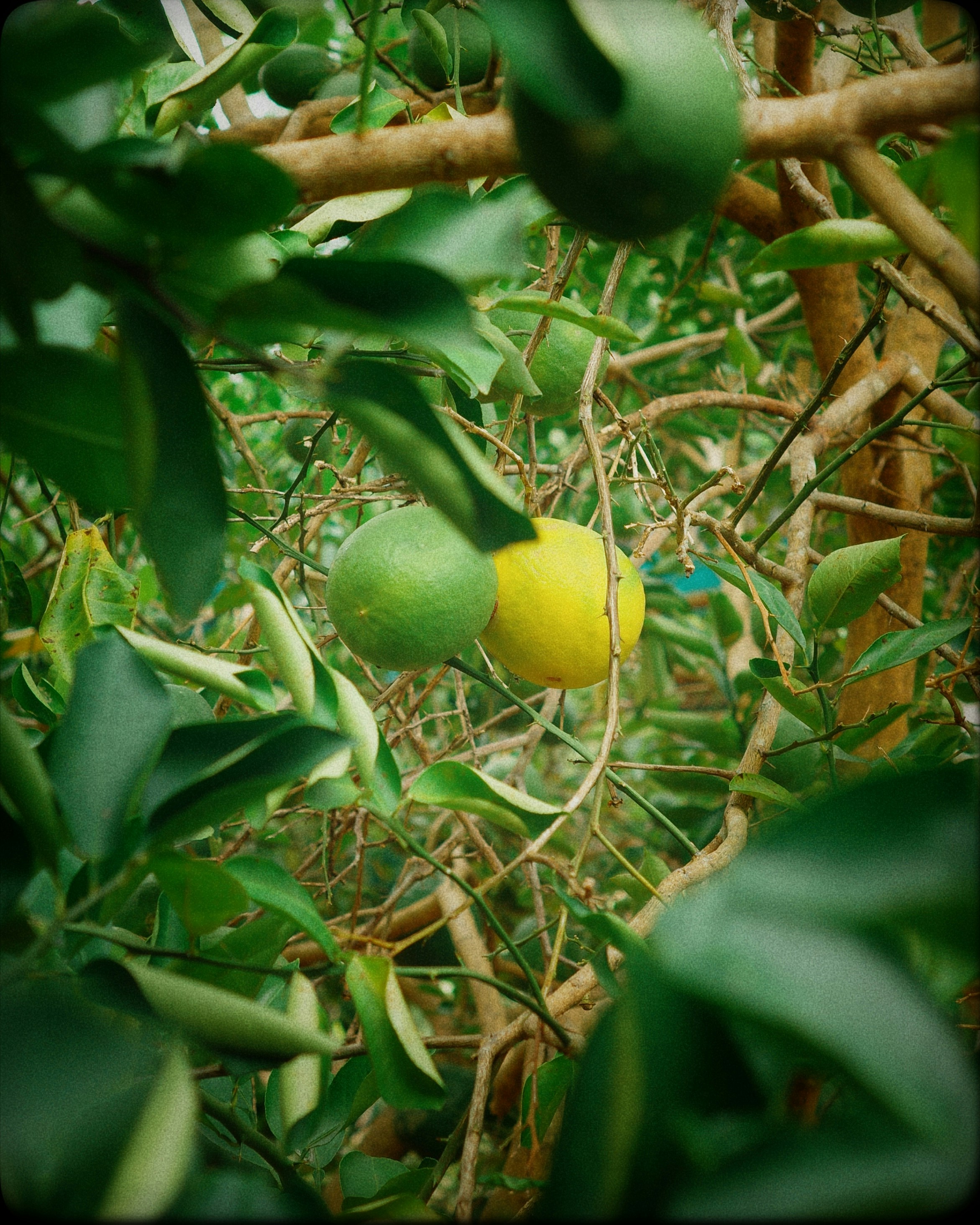 Yellow-green Citrus in a Dense Orchard Canopy