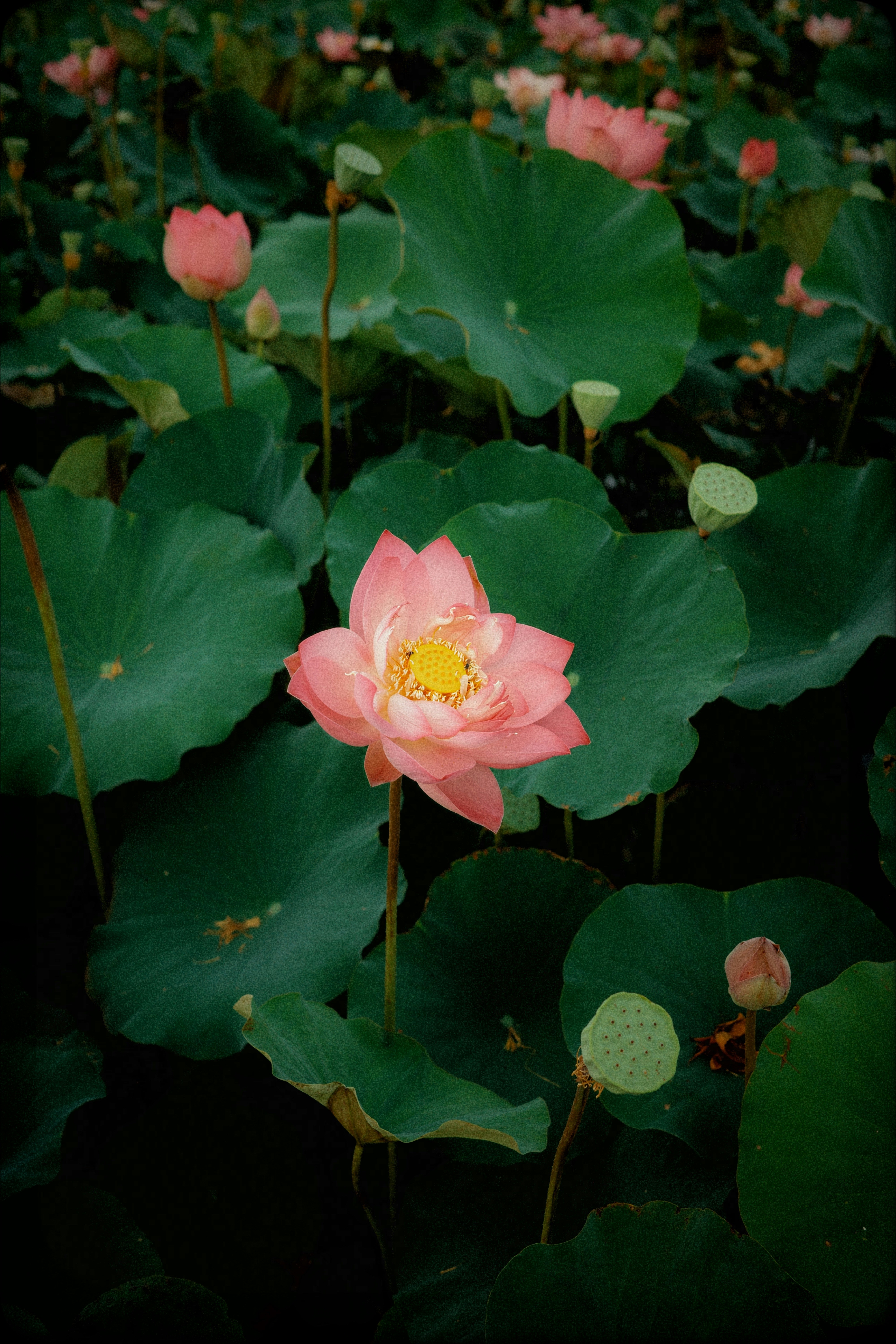 Pink lotus in dark green sea: a solitary bloom amid a pond of leaves