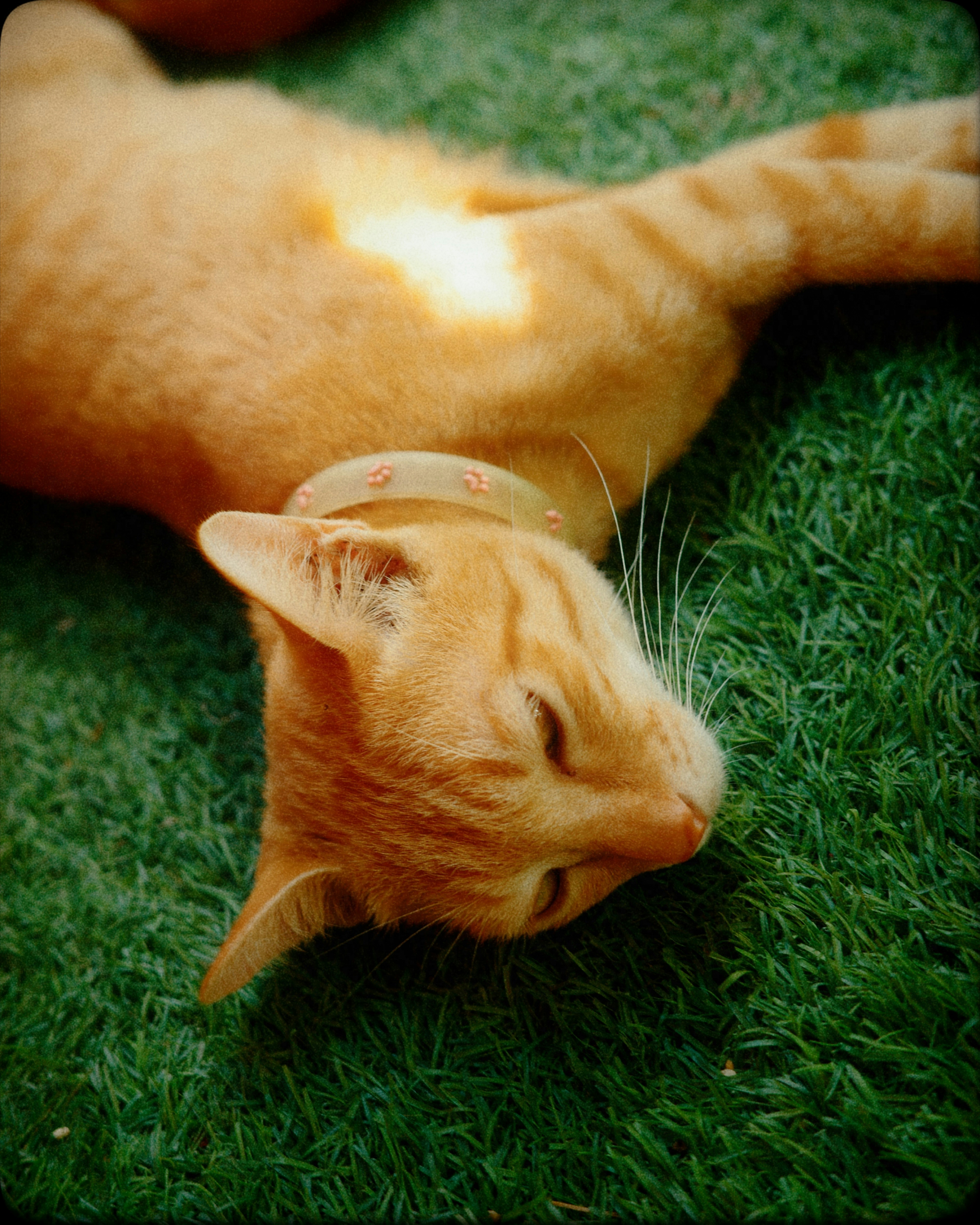 Lulled by Sunlit Grass: A Ginger Cat Reposes