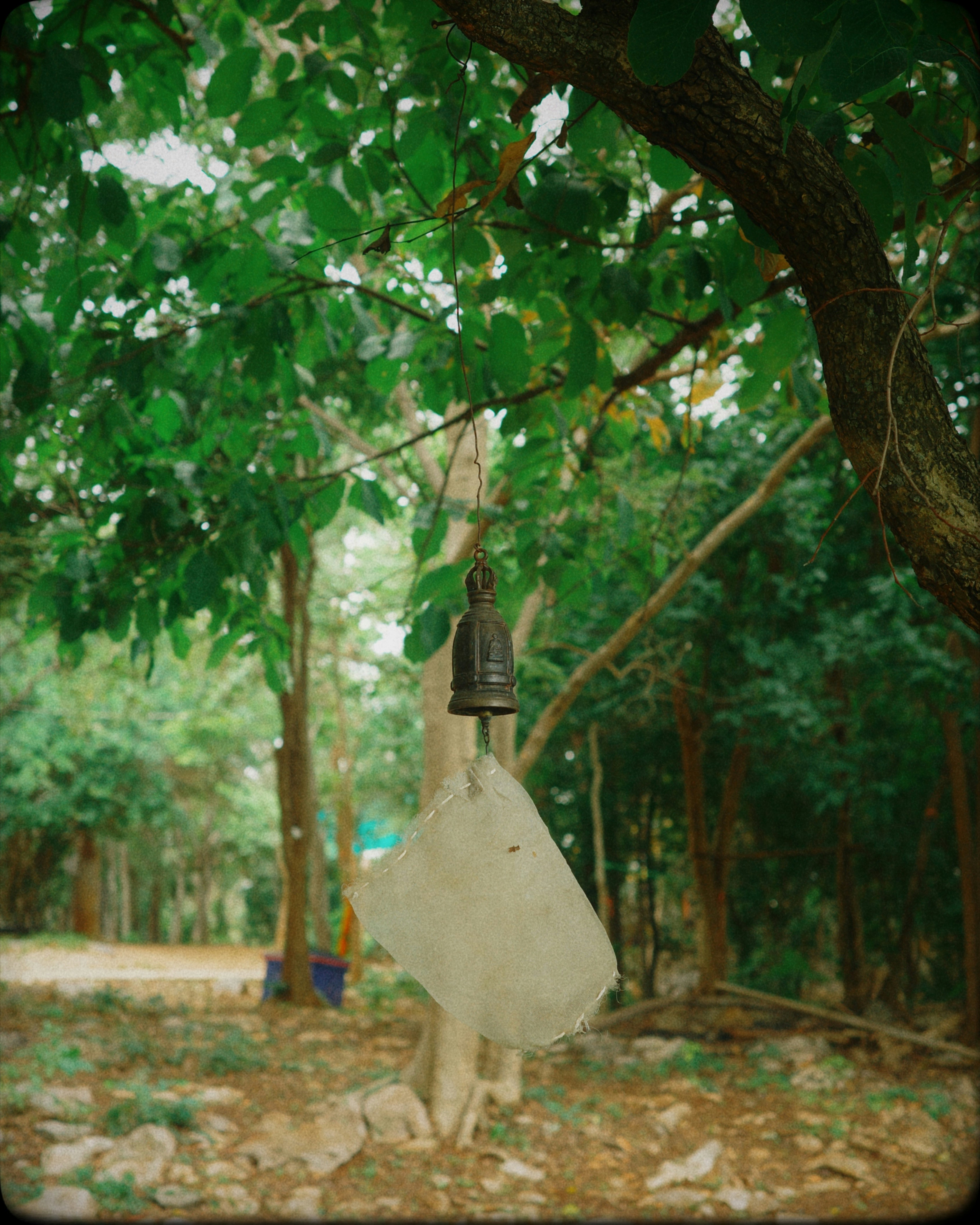 Lantern at the Edge: A Quiet Moment Under Green Canopy