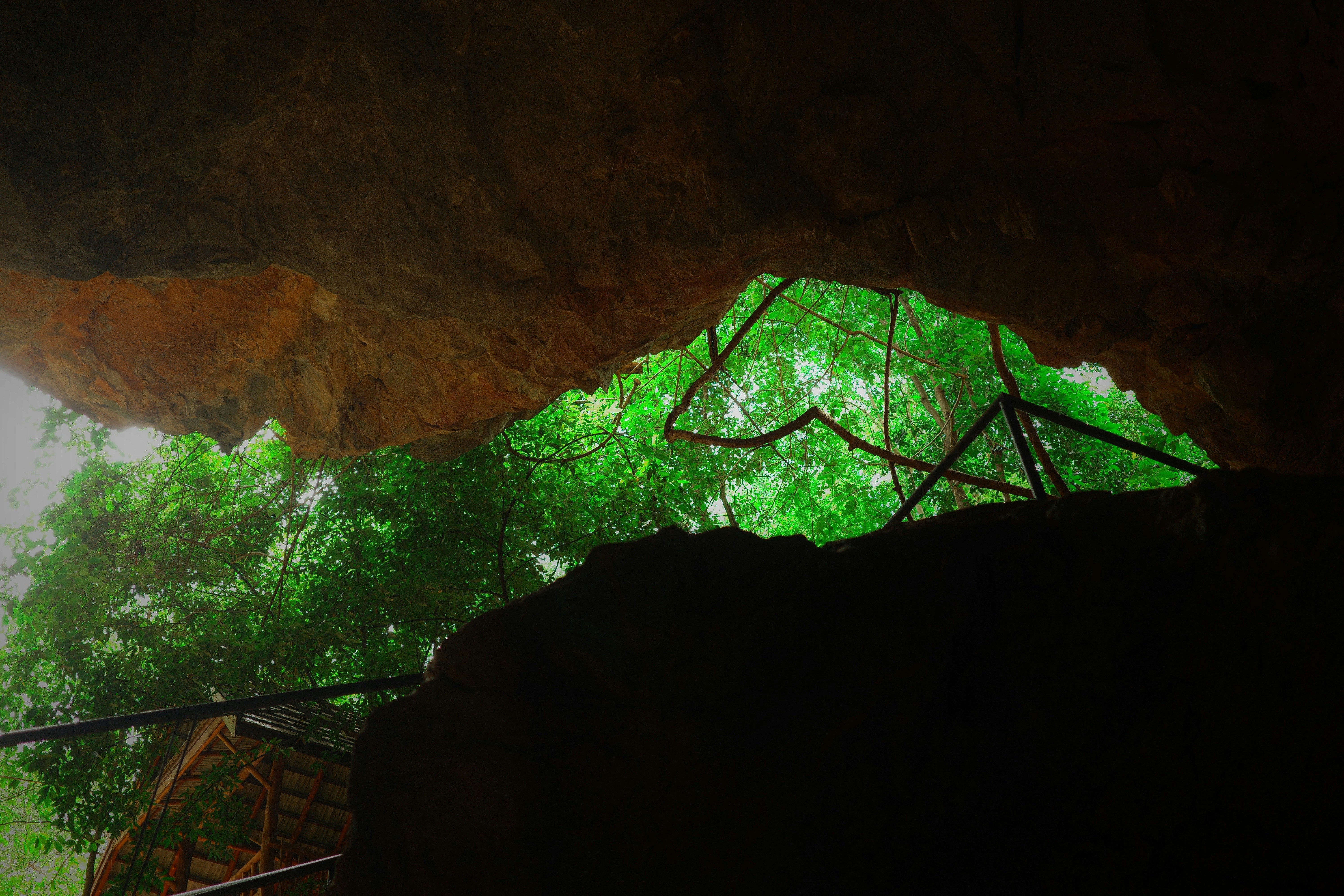Emerald Canopy Beyond the Grotto