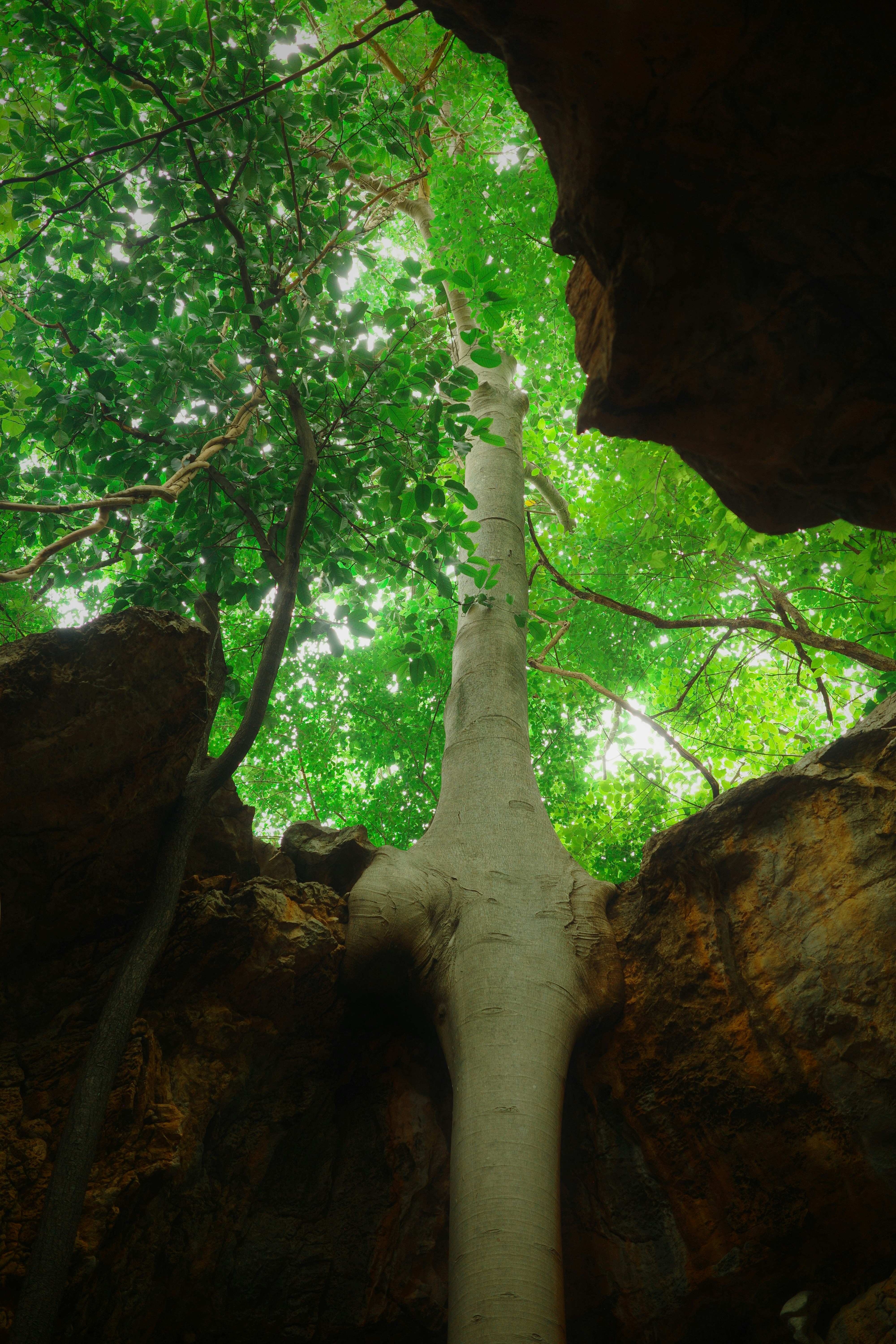 Skyward Sap: A Tree Reaching Through a Rock Gap