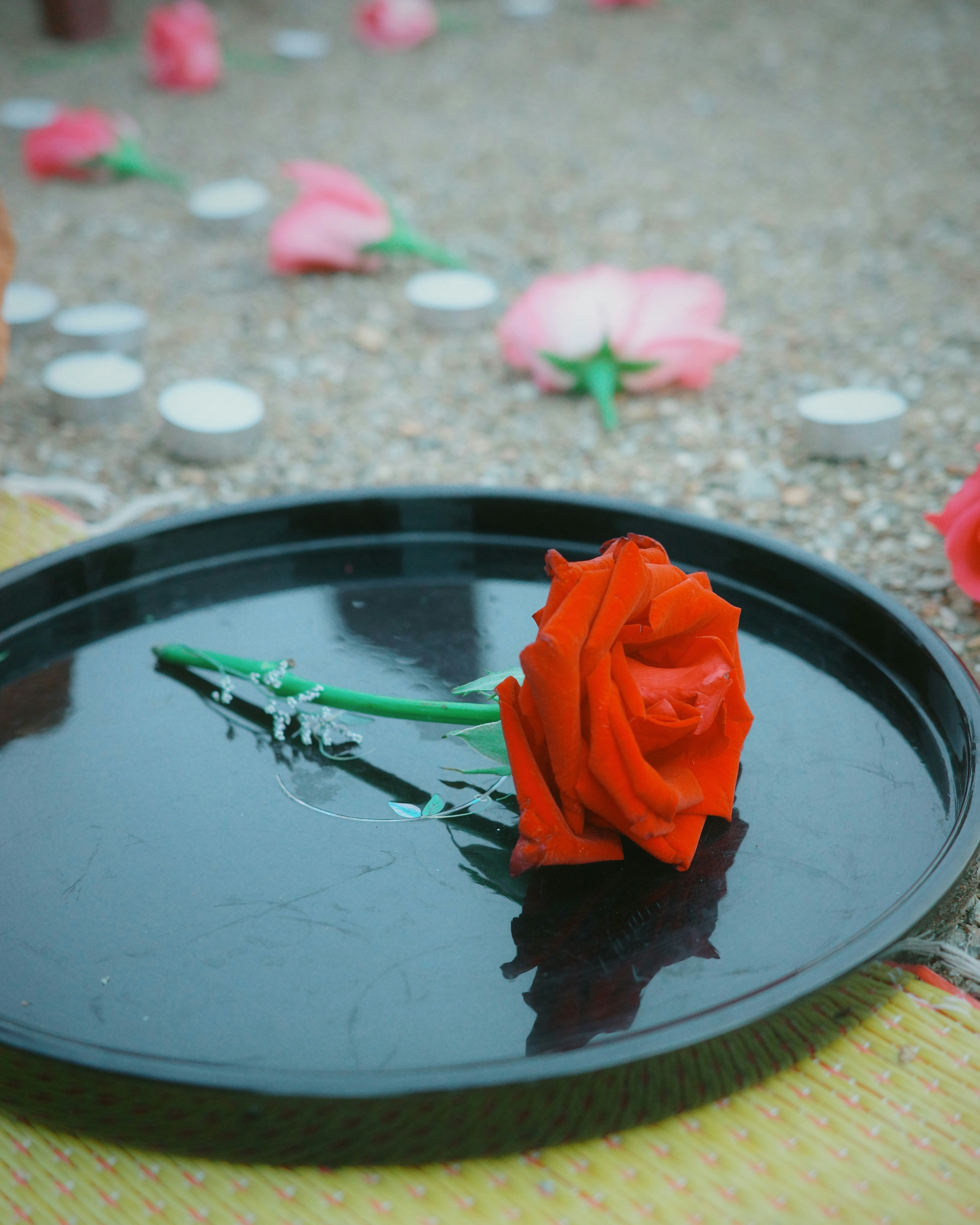 Crimson Rose on a Moonlit Tray: A Quiet Memorial Beneath Petal-Scatter