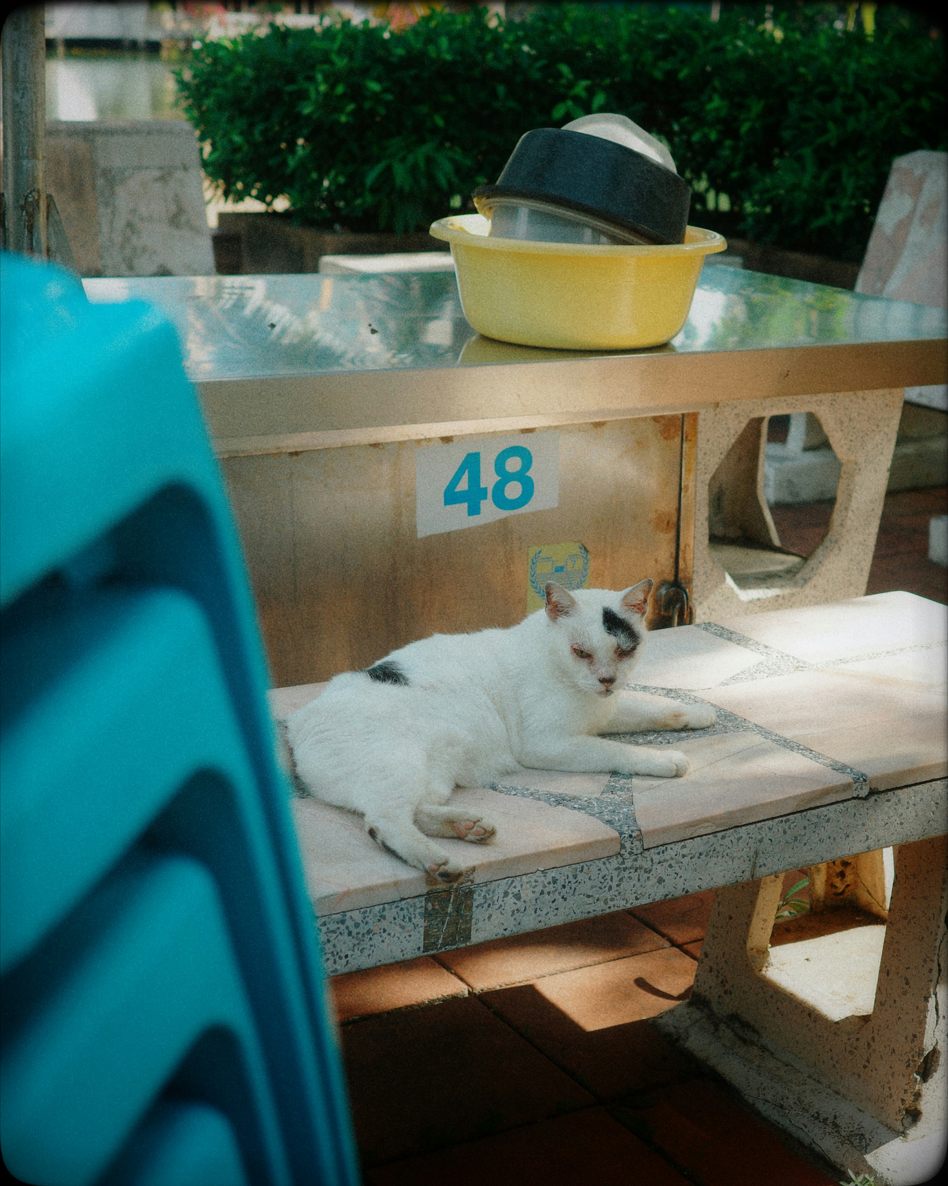 Sunlit Cat Lounging beside a Yellow Basin on a Picnic Table