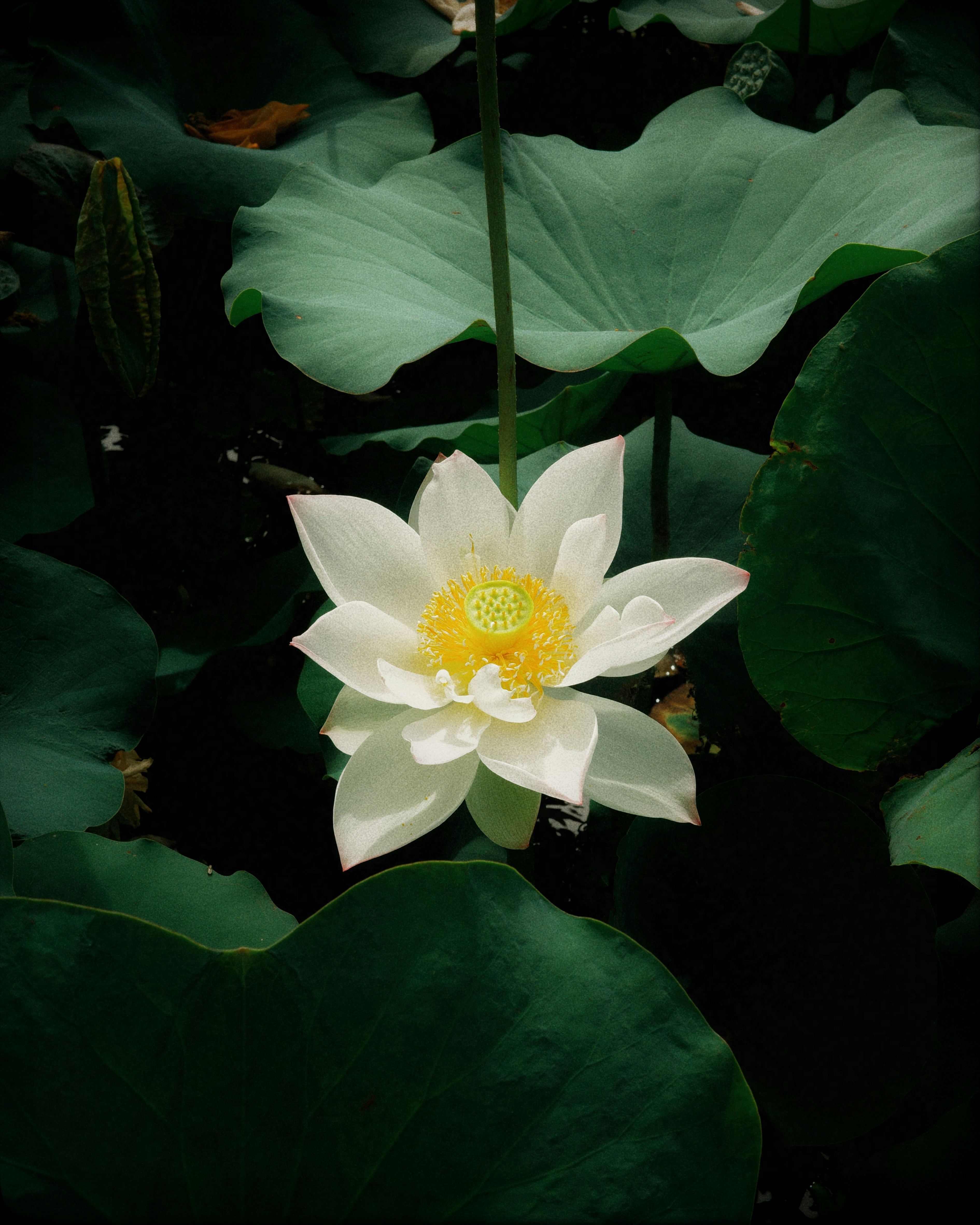 Midday Bloom: A White Lotus Between Emerald Leaves