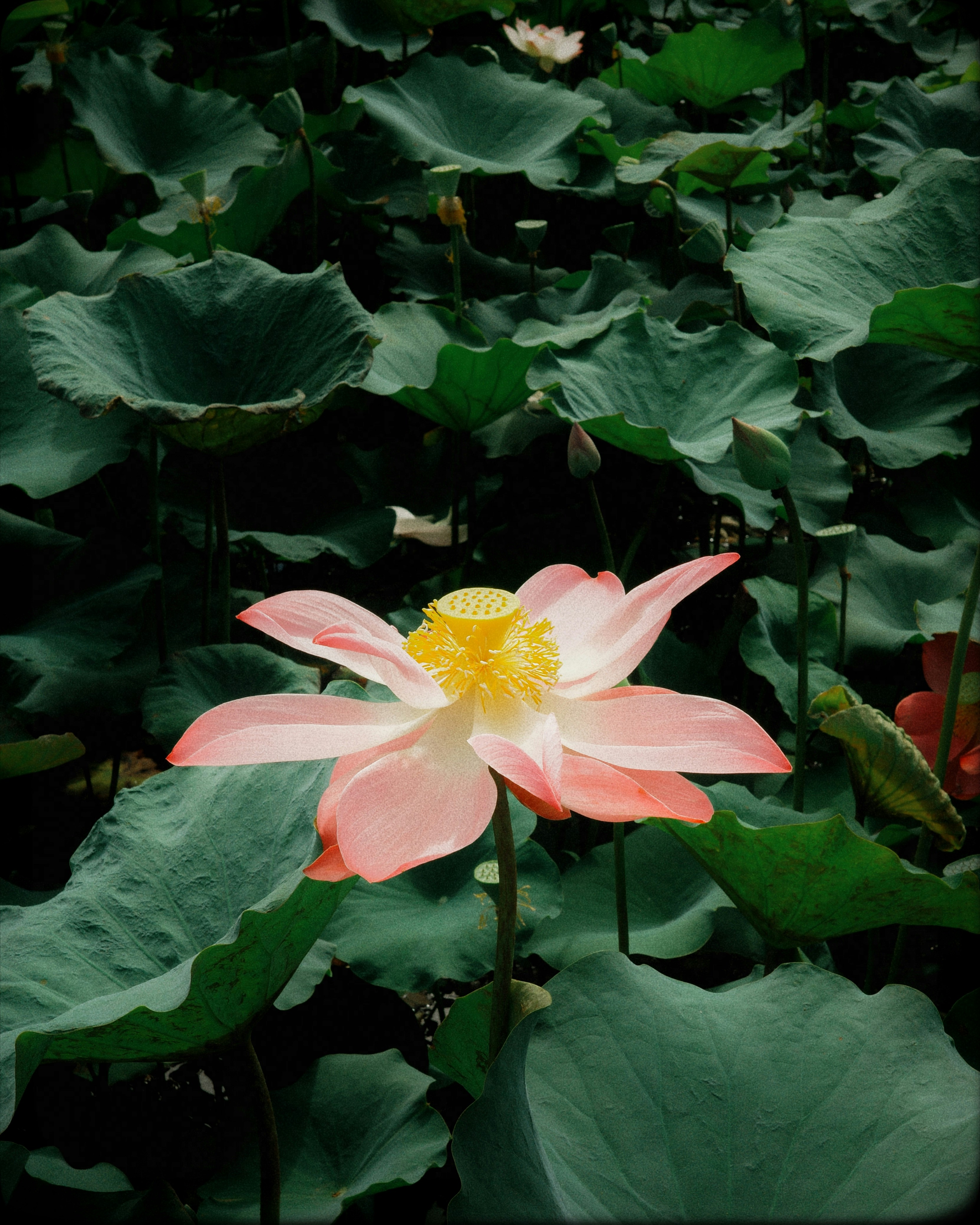 Pink Lotus Aglow Amid Silent Green