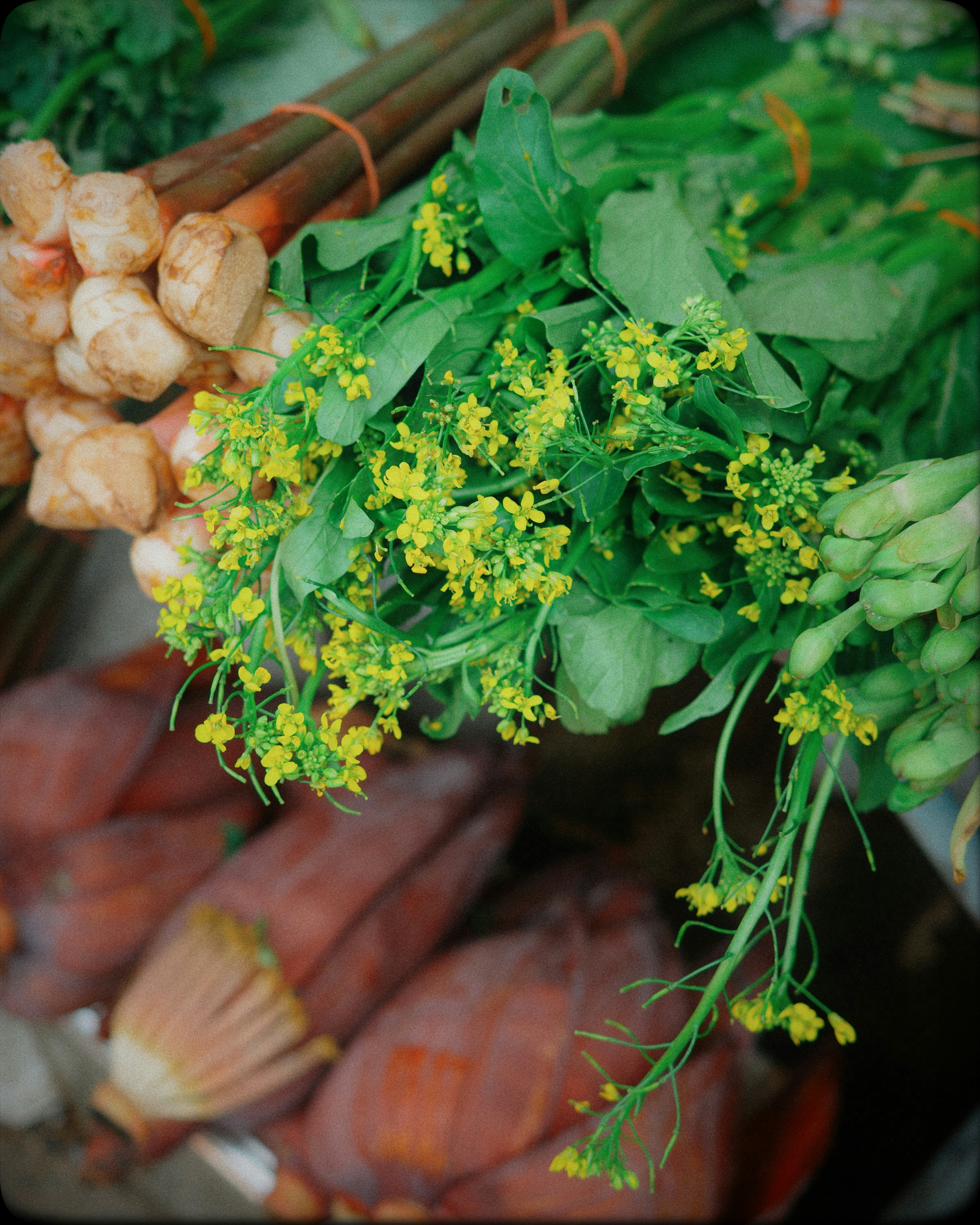 Vibrant Market Bunches: Fresh Greens and Roots Resting among Shells