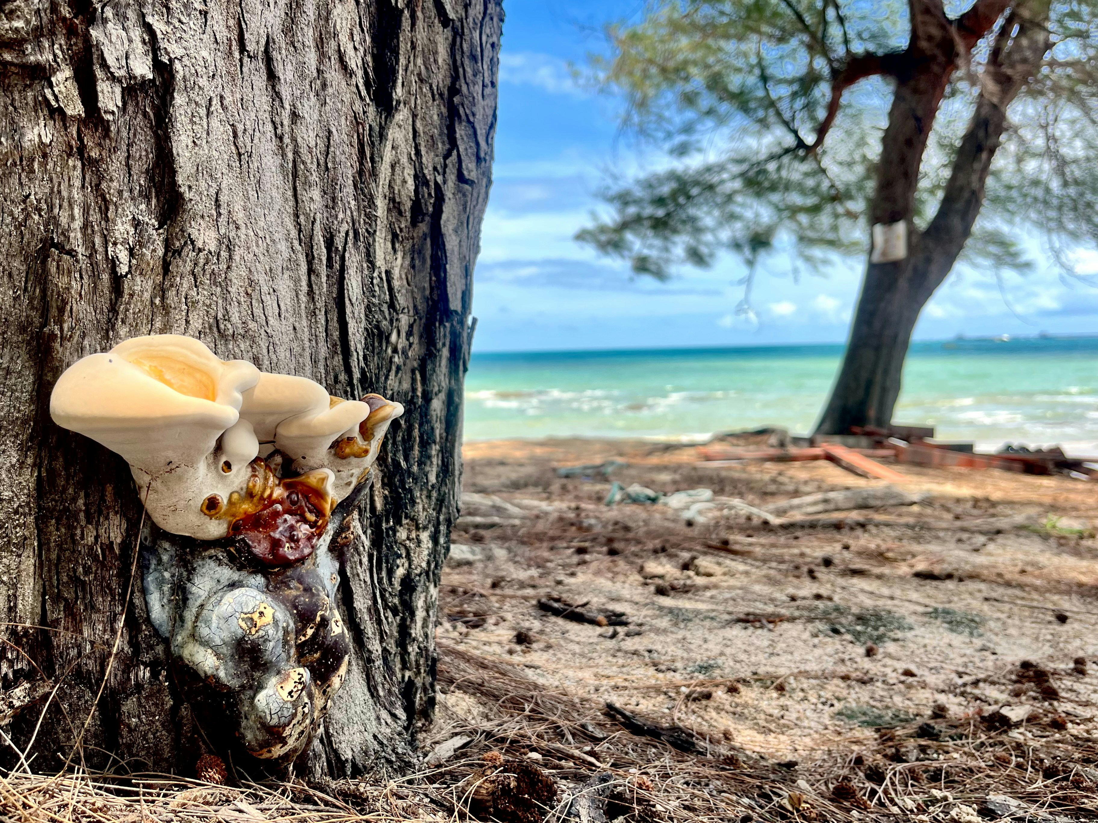 Tree Trunk with Sea Foam Chorus