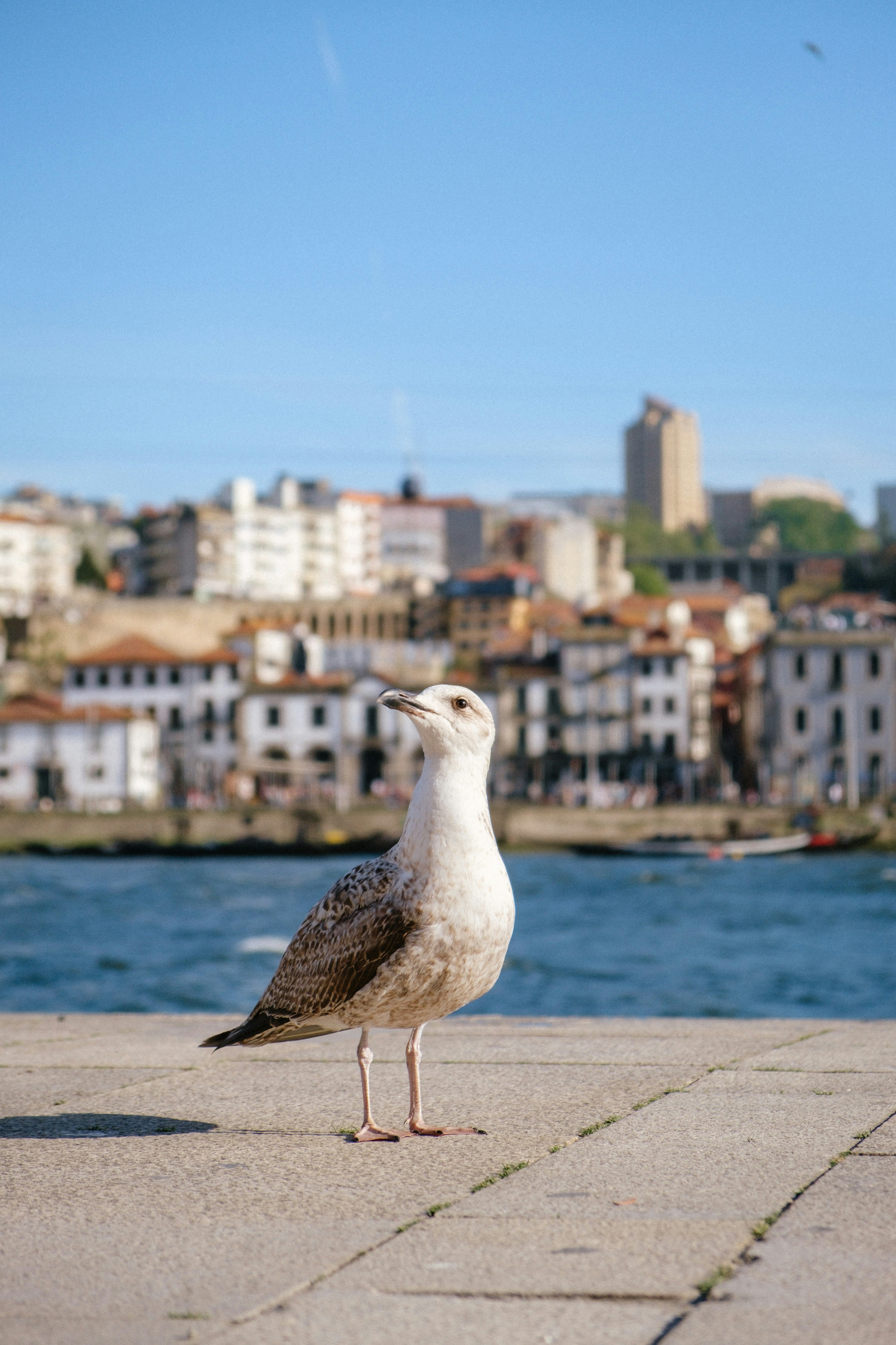 Seaside Seabird Stance: A Gull Guarding the Pier