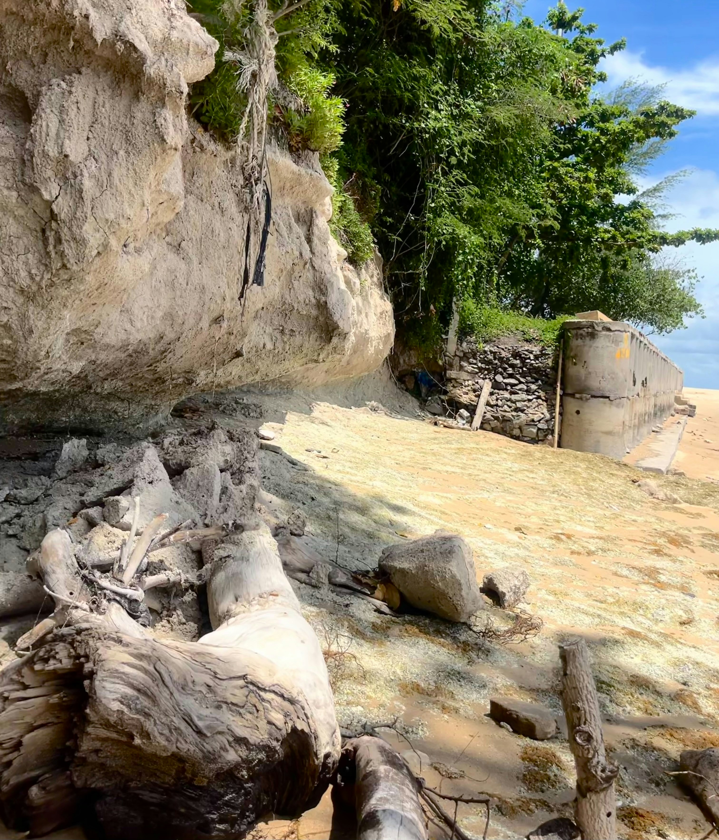 Sunlit shoreline with a rugged cliff, fallen driftwood, and a narrow sandy path toward the water; the scene emphasizes natural textures and coastal elements.