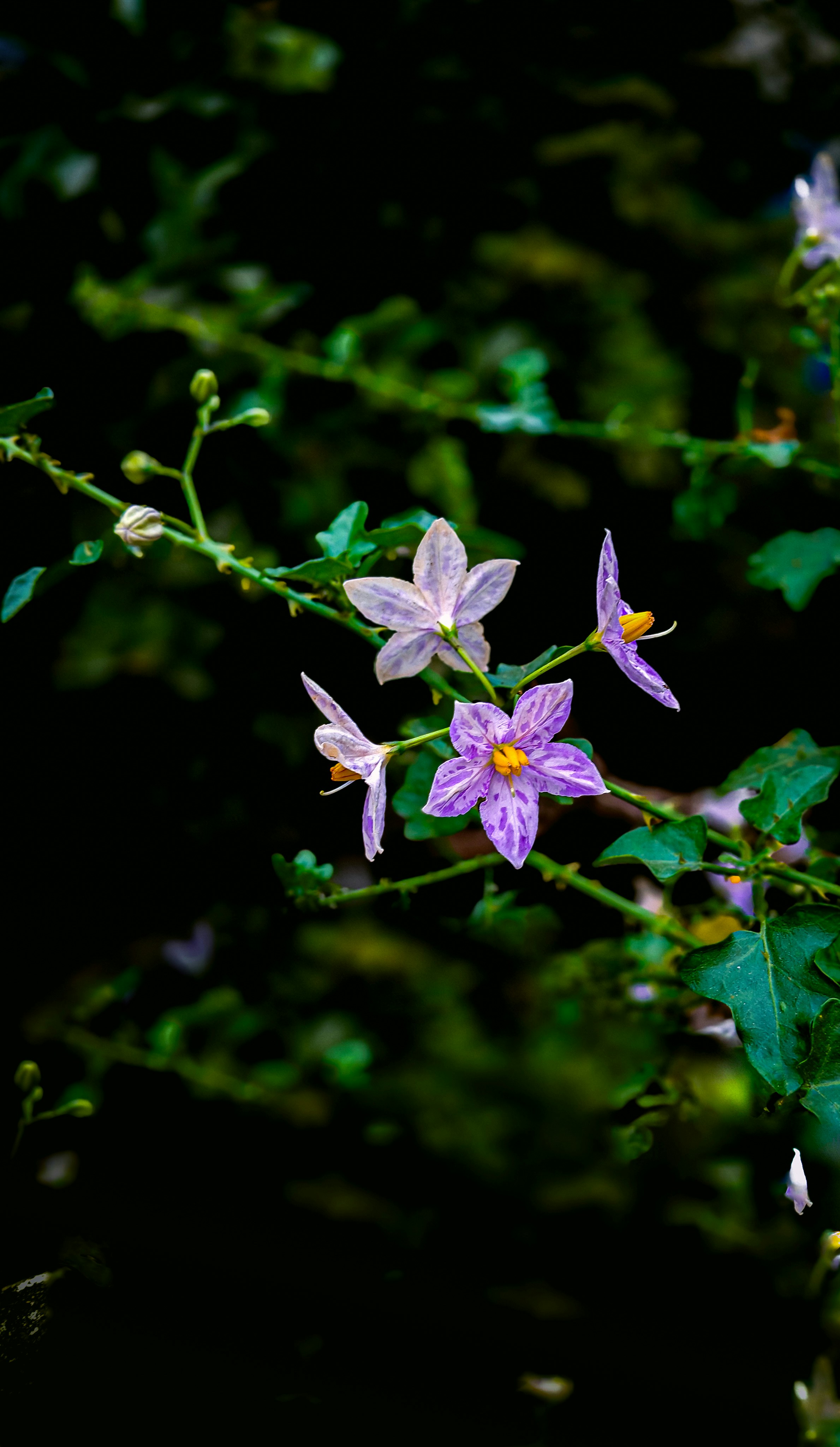 Sample photo from OnePlus Nord 4