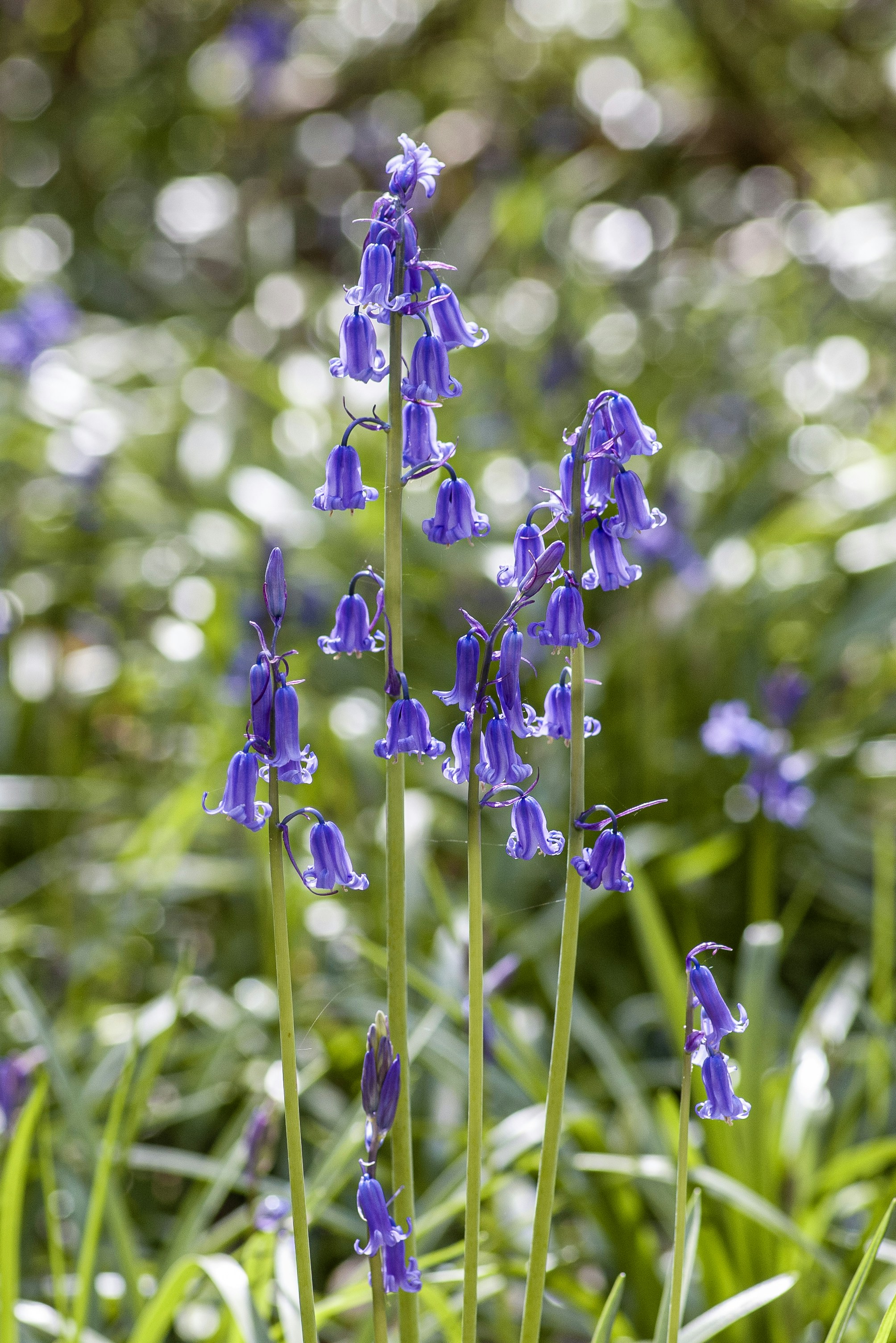 Purple bells rising from a sunlit meadow