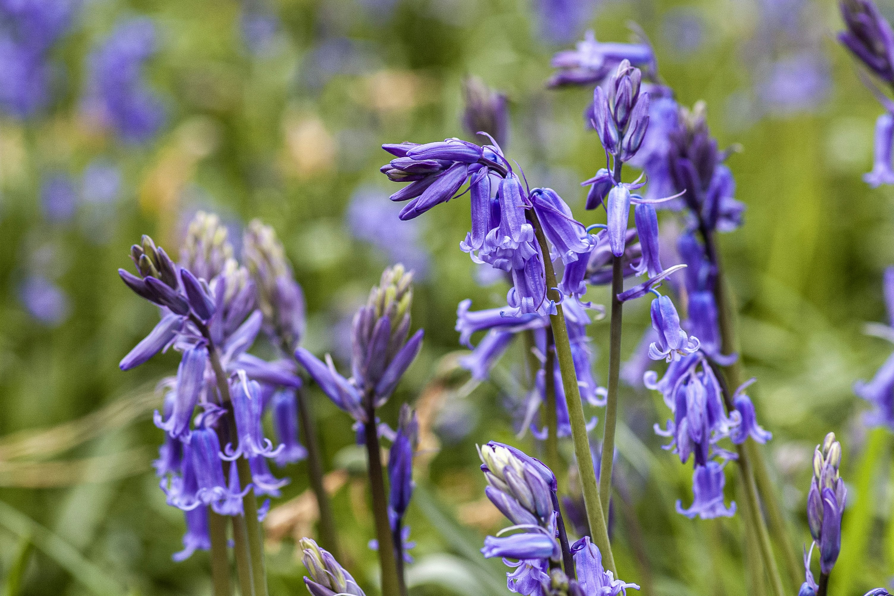 Lavender Cluster: Close-up of Delicate Purple Blooms in a Field