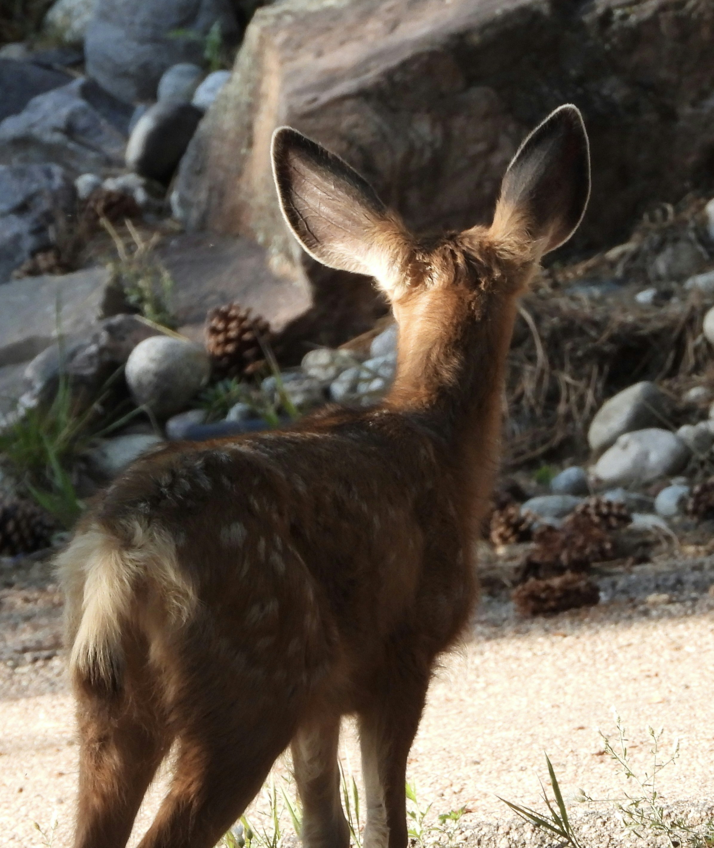 Backlit Fawn: Ears Raised in Quiet Canyon