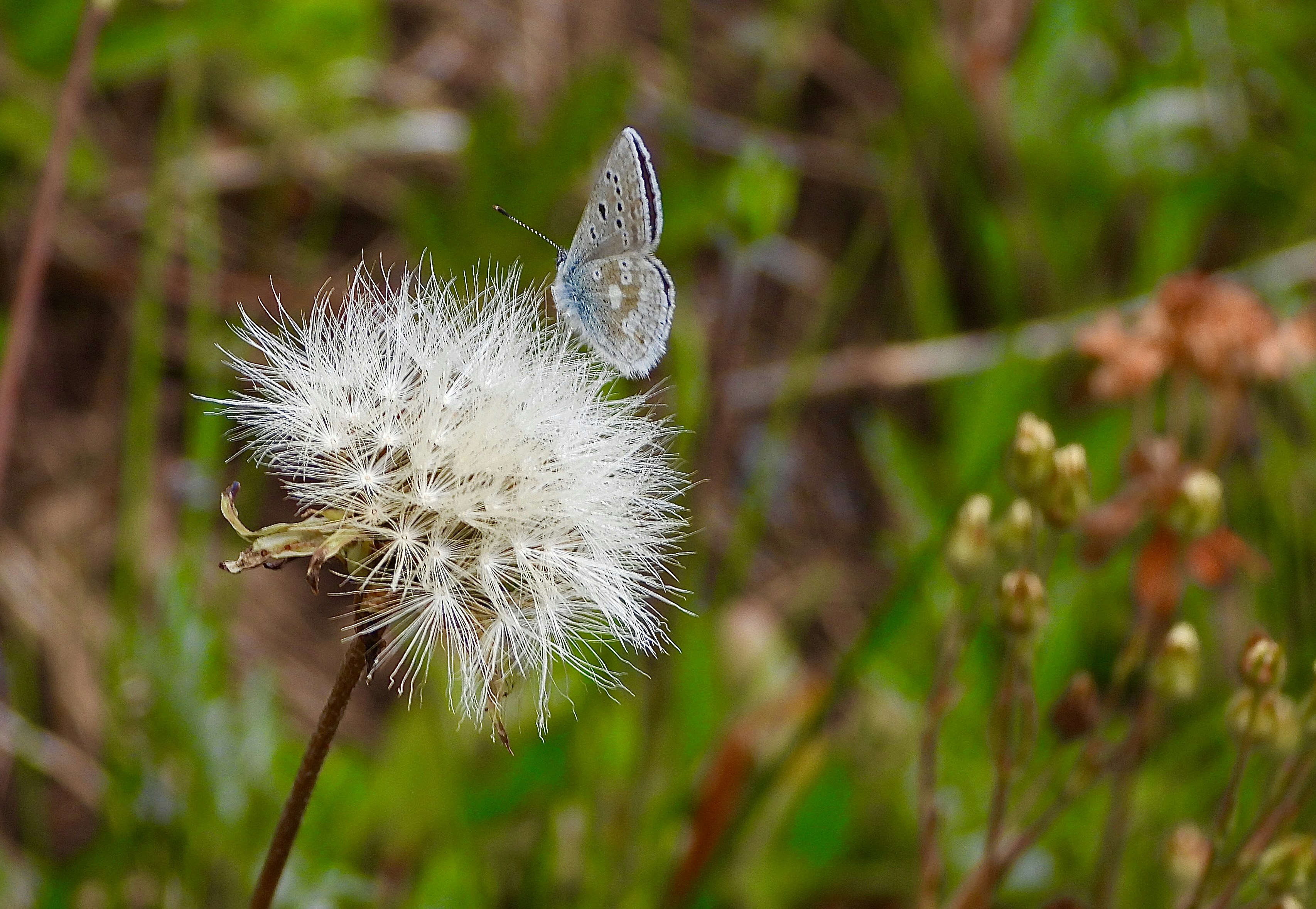Butterfly on a Gentle Dawn Dandelion: A Moment of Fragile Light