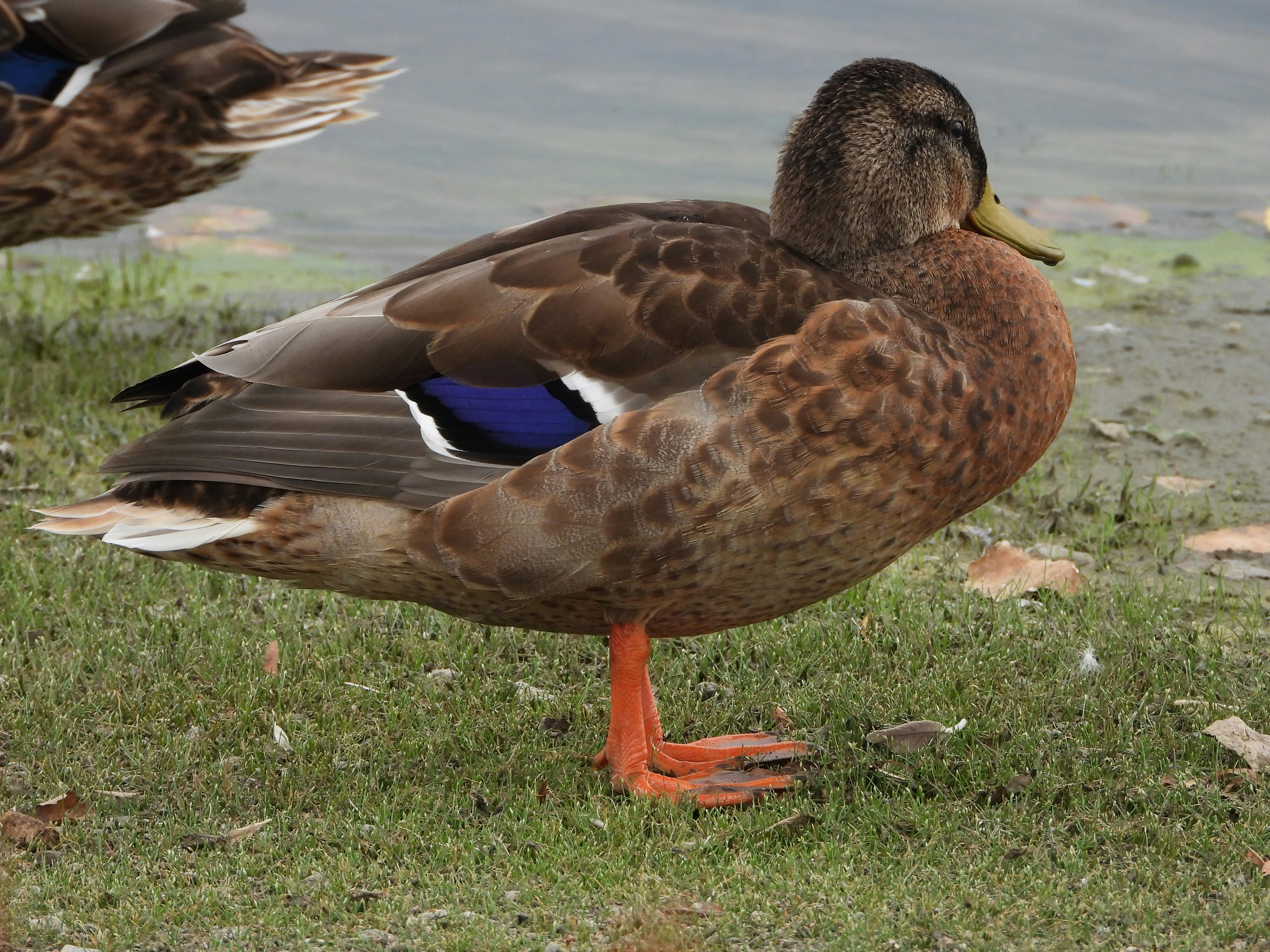Singleton Mallard on Grass by the Water