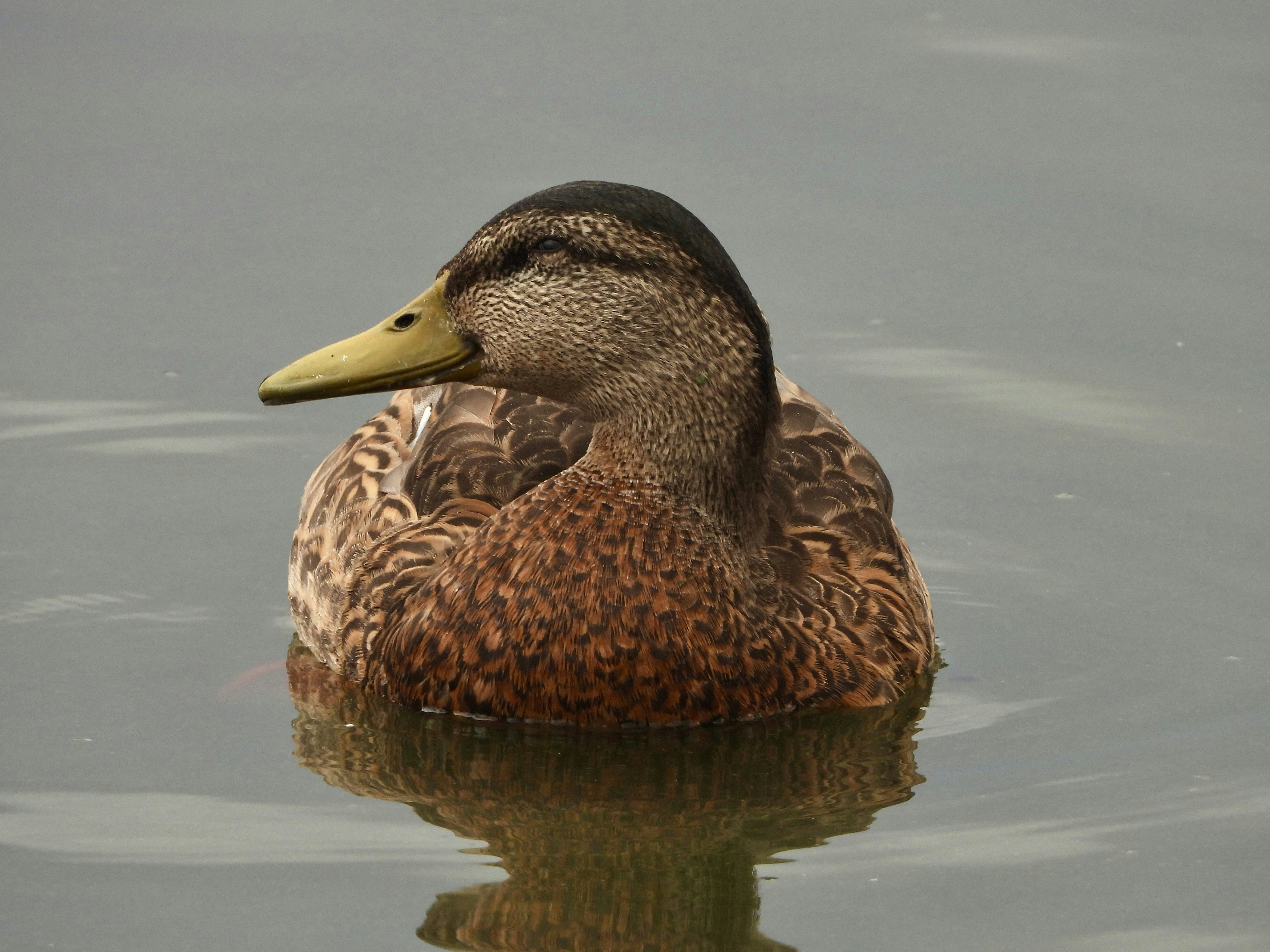 Golden-Quilled Duck: A Calm Portrait in Still Water