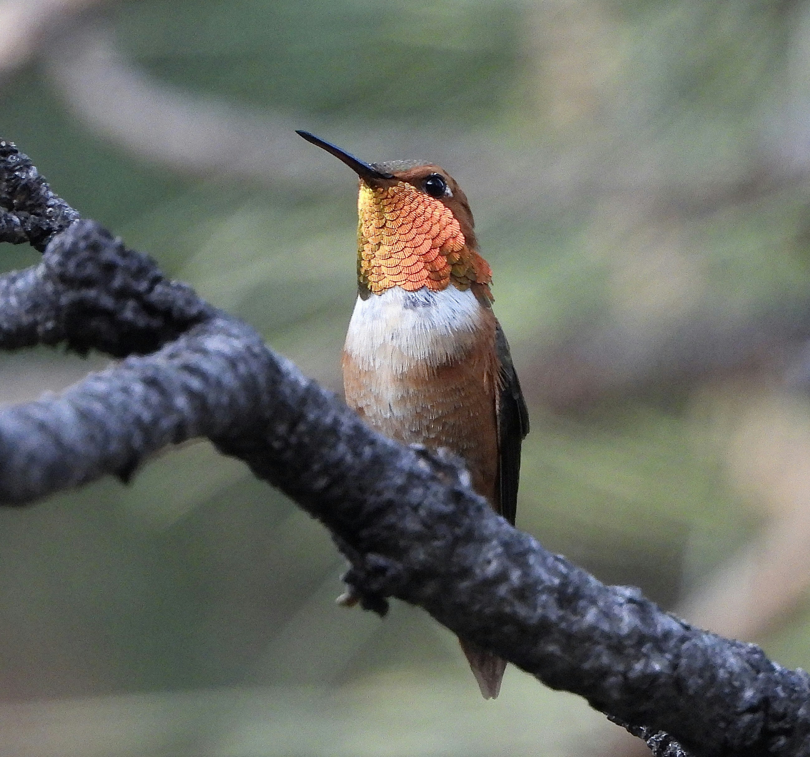 Hummingbird's Resplendent Throat: a Stilled Moment on the Branch