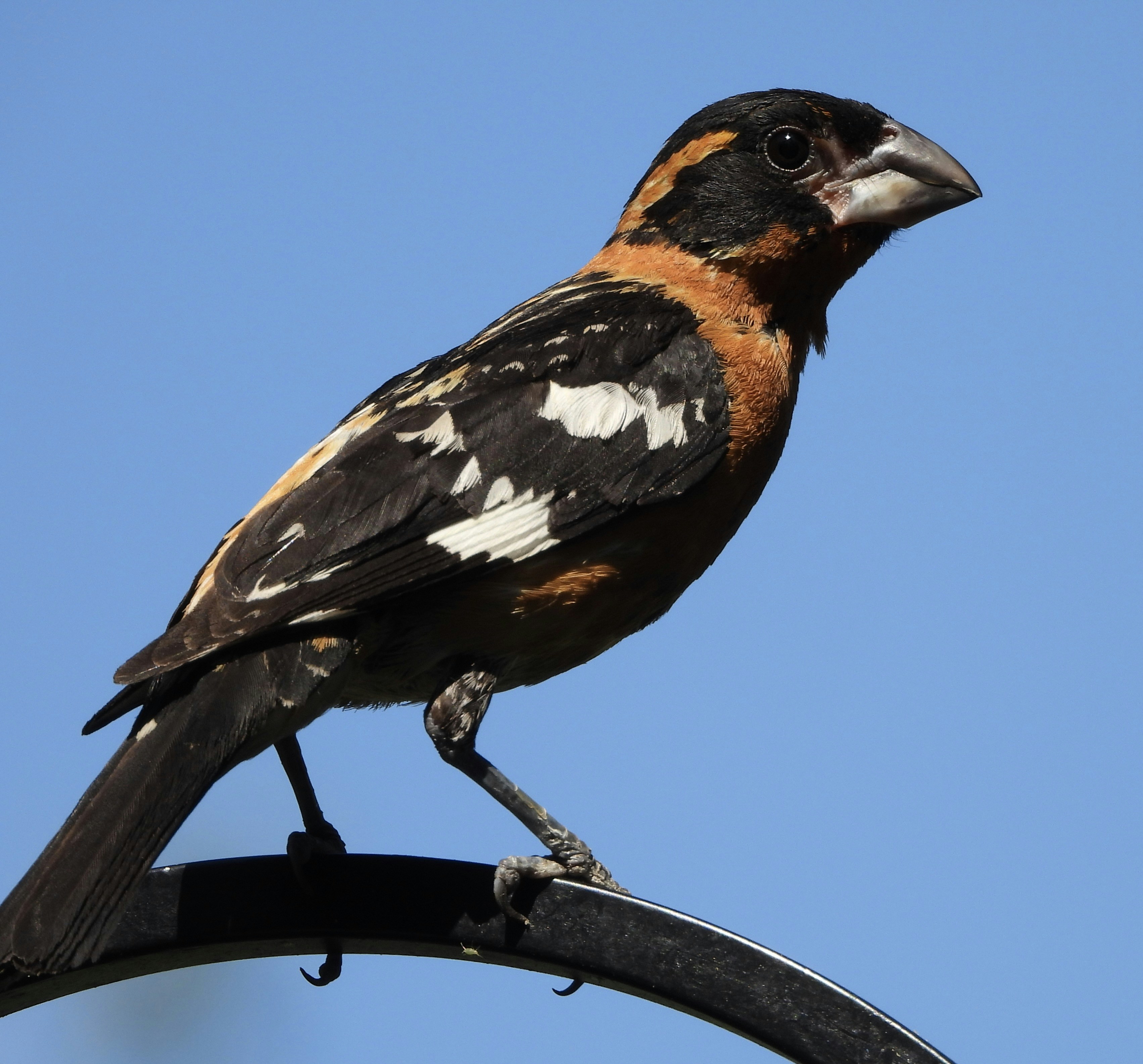 Scarlet-tinged Trumpet: A Songbird Rests on a Solar-Soaked Arch