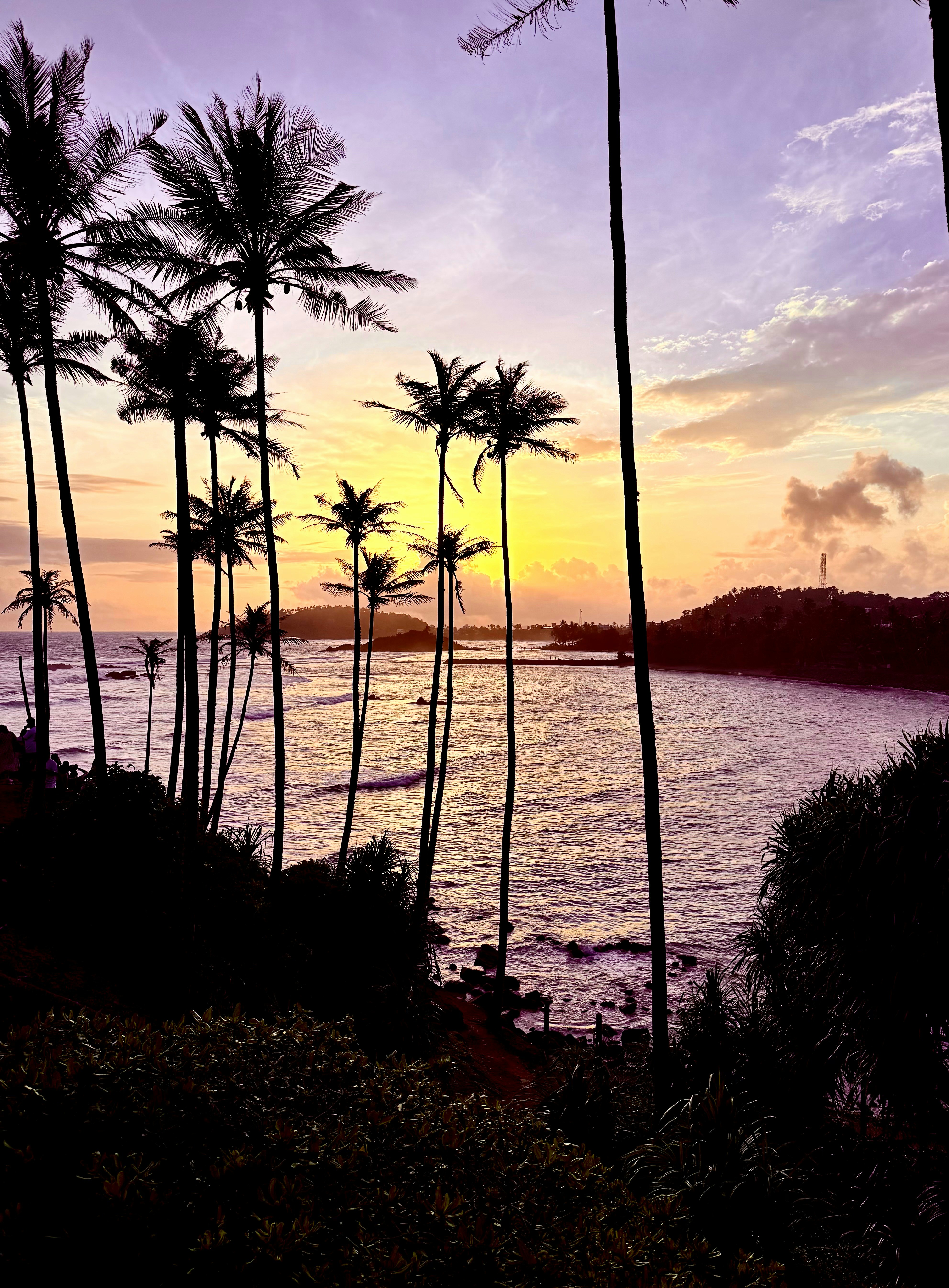 Sunset Silhouette Over Palm-Studded Cove