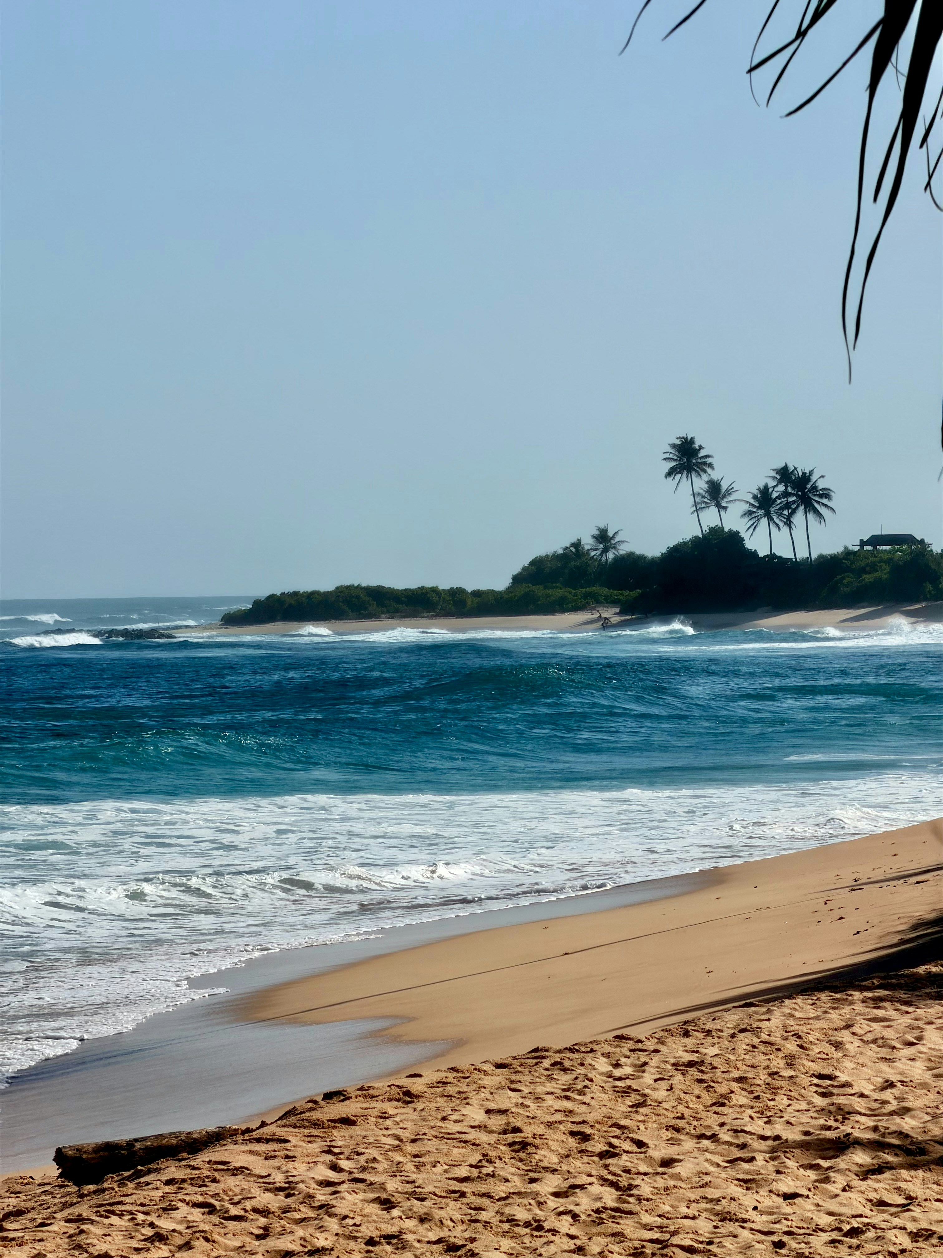 Palm-fringed shoreline under a clear coastal sky