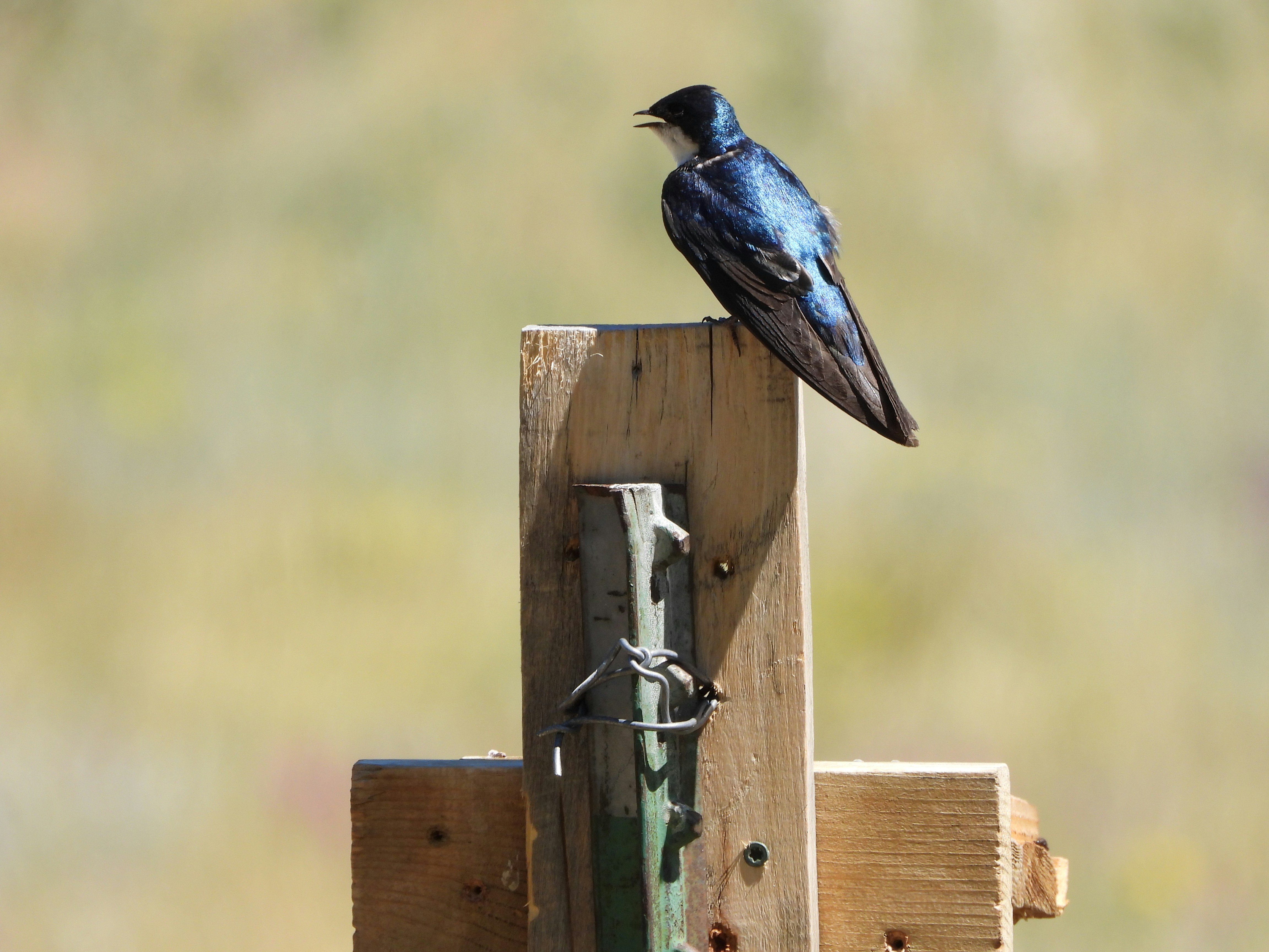 A gorgeous tree swallow reflects the sunshine on his brilliant blue feathers.