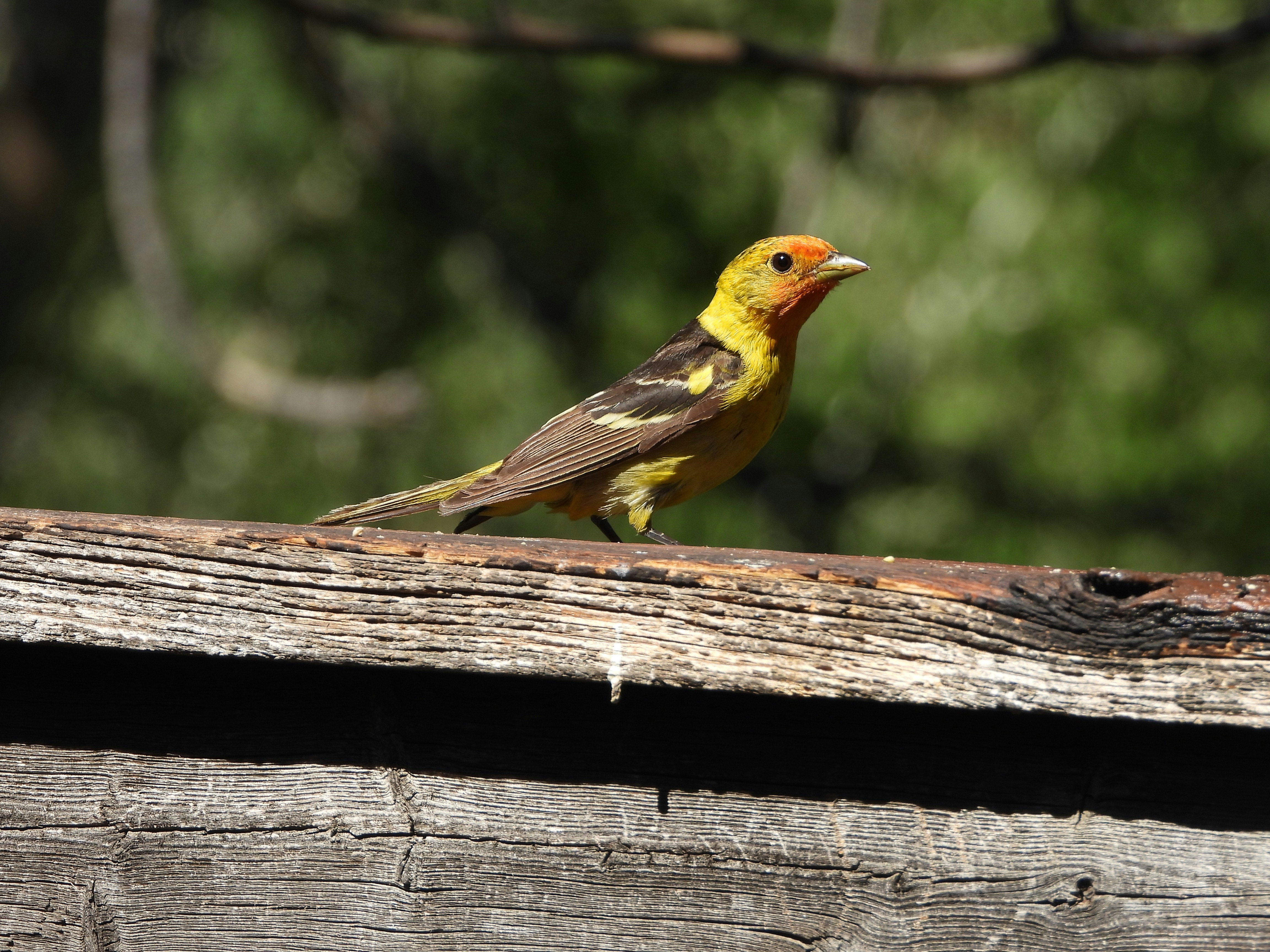 Golden-headed Warbler on a Weathered Log