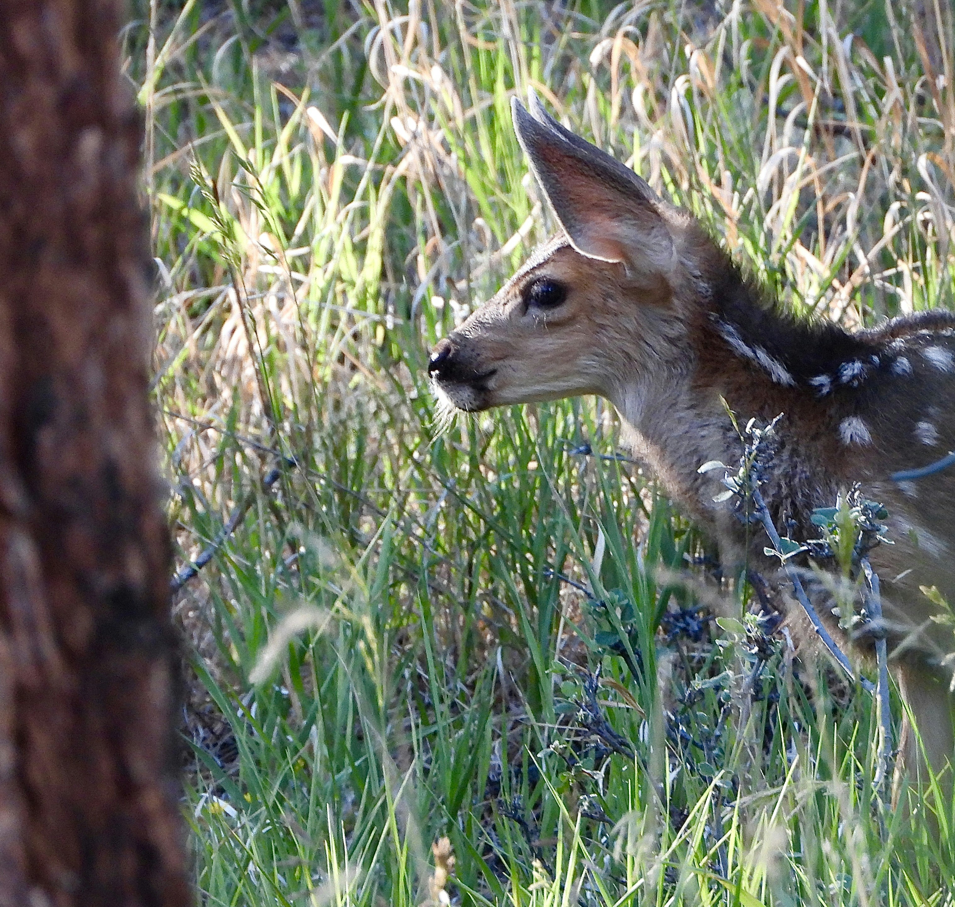 Curious Fawn in Dappled Grass