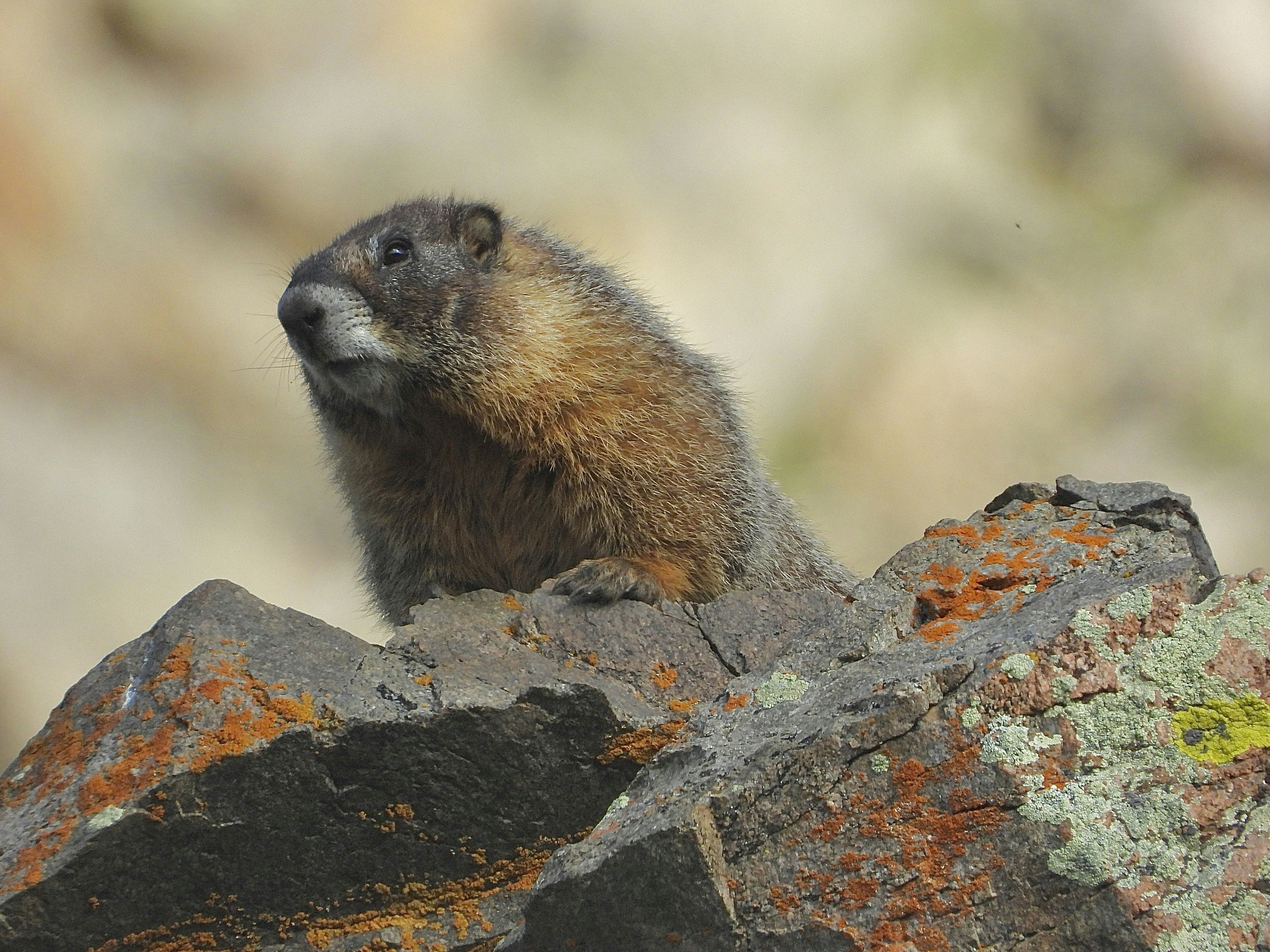 Rocky Perch: A marmot Keeps Watch Over the Alpine Ledge