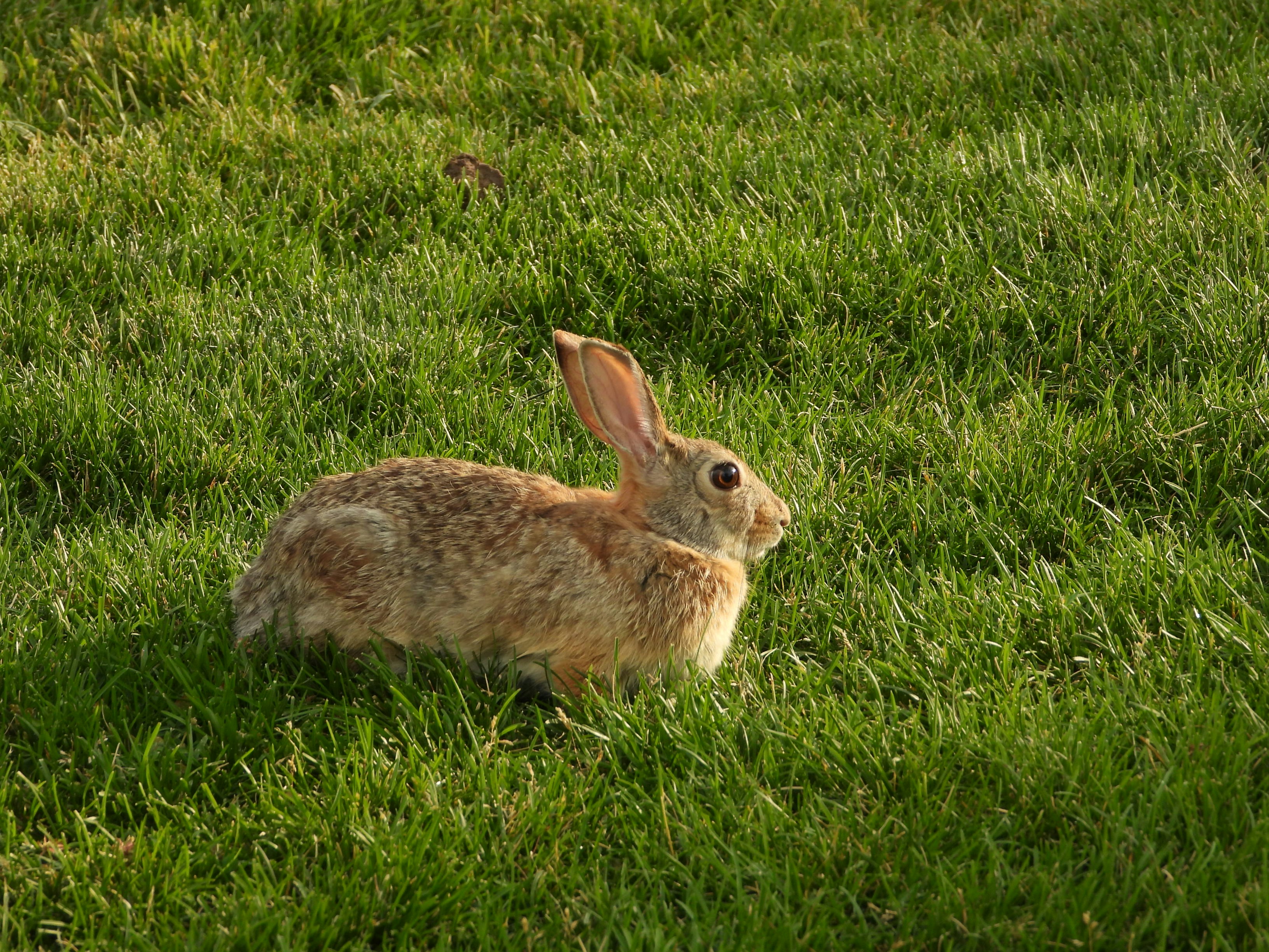 Lawnbound Wanderer: A Burrowing Moment with a Rabbit