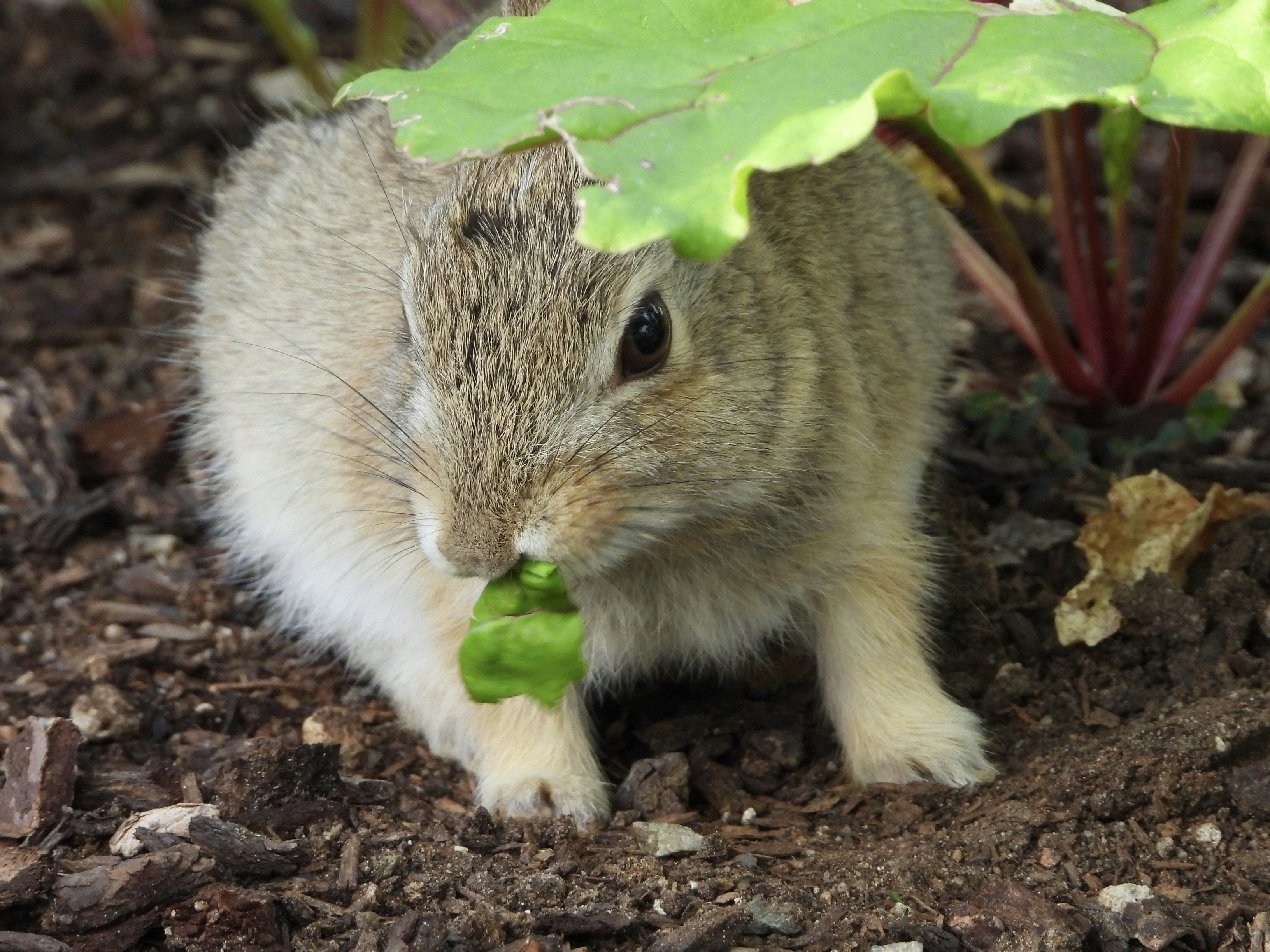 Ground-level Pause: A Burrow Visit from a Curious Bunny