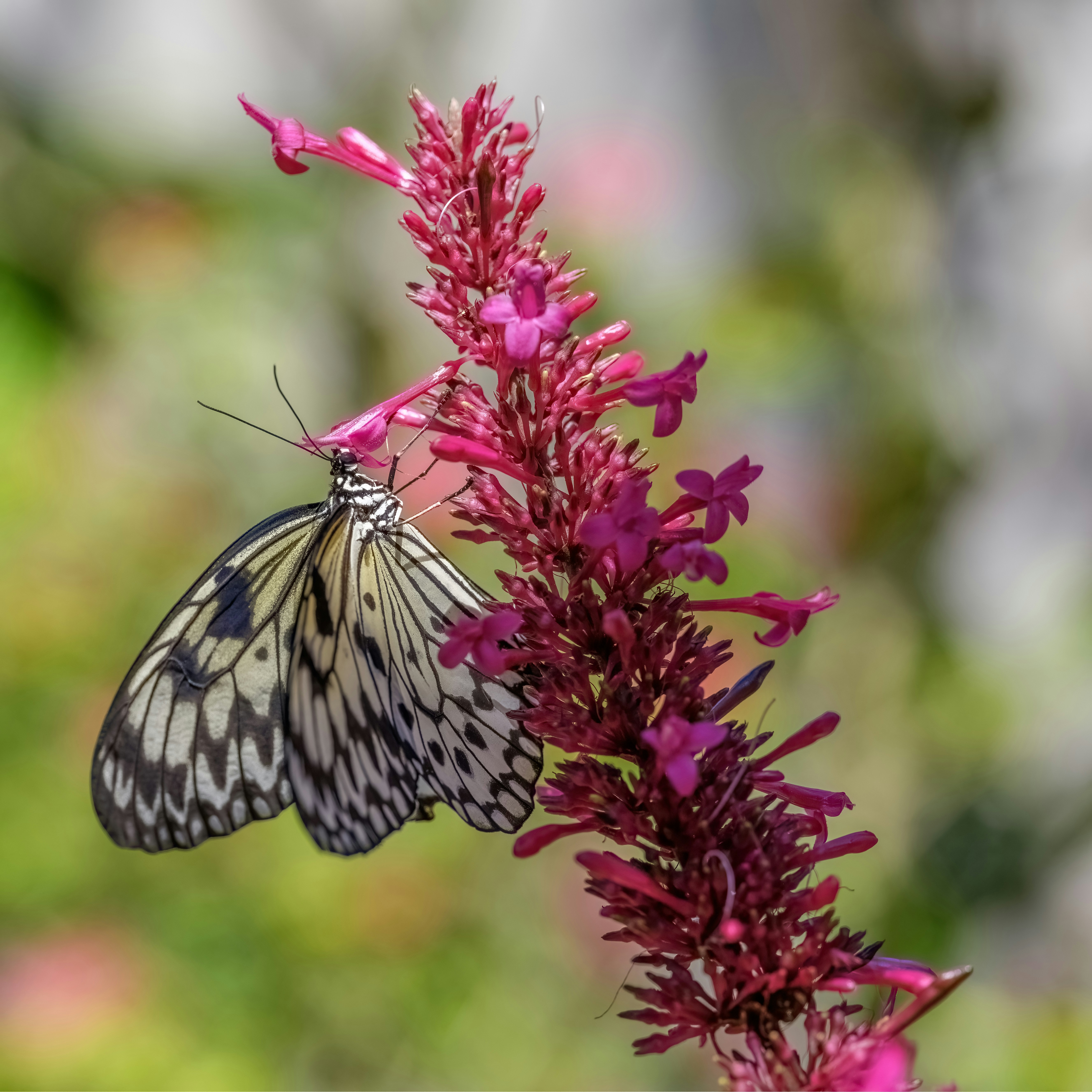 Crimson Spike: Butterfly Quietly Resting on a Pink Verve